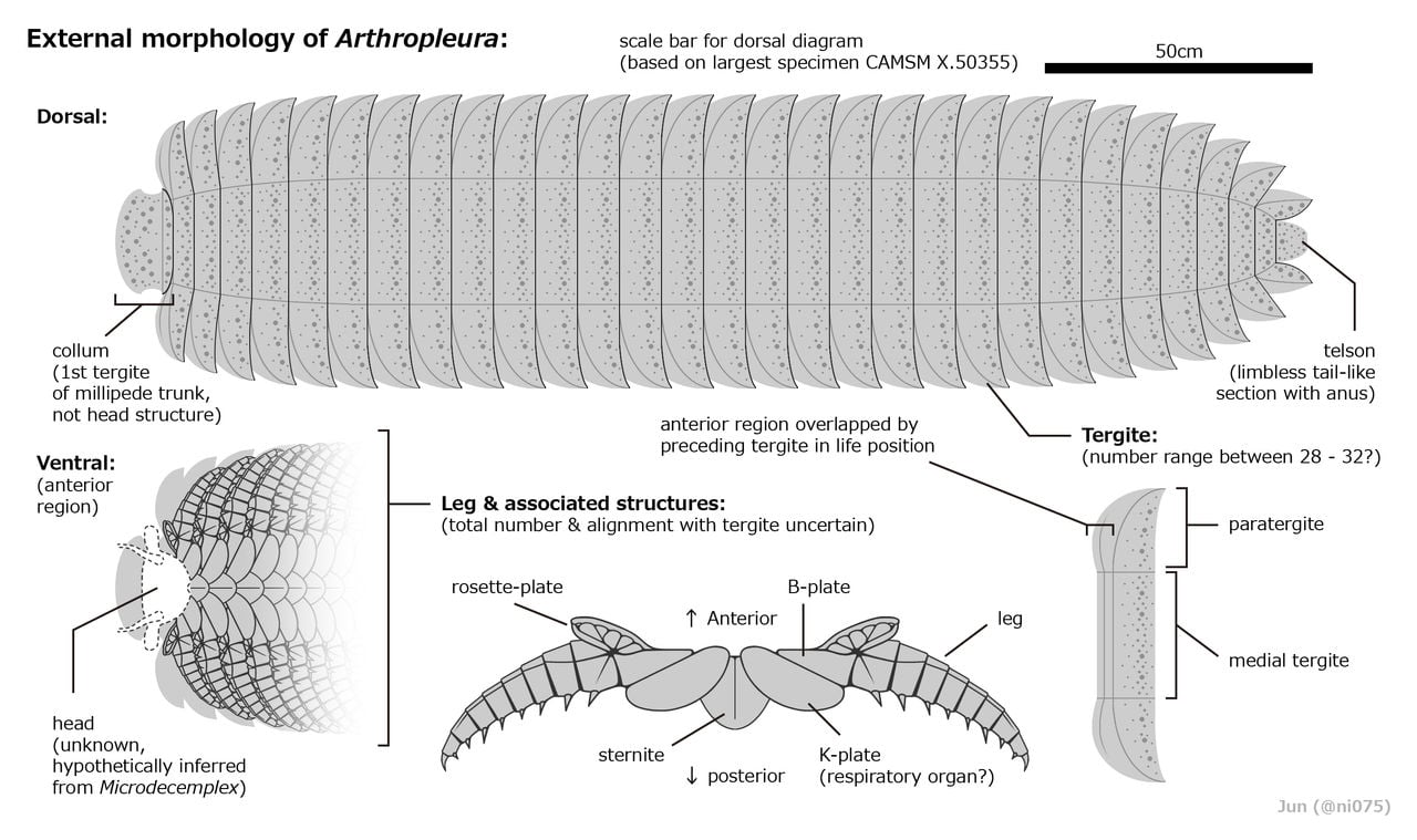Arthropod-thingy (???) from Upper Carboniferous of Germany - Fossil ID ...