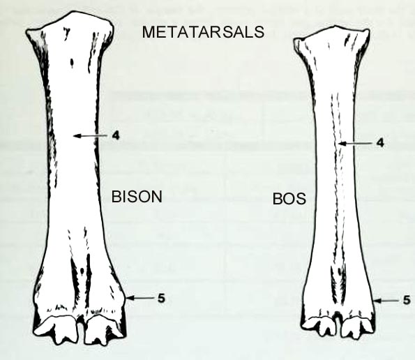 Bison leg bone? - Fossil ID - The Fossil Forum