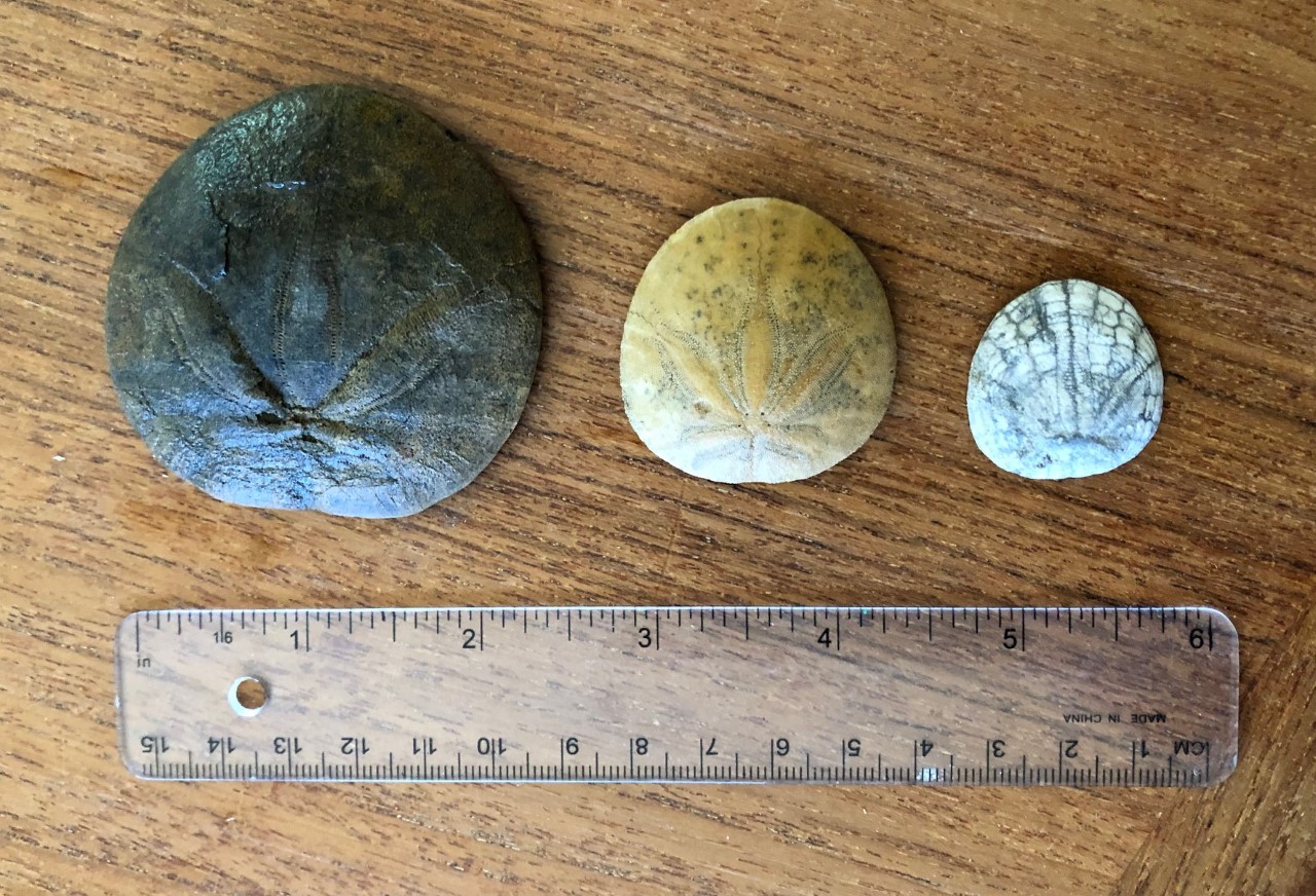 Pliocene Fossils Of California - General Fossil Discussion - The Fossil ...