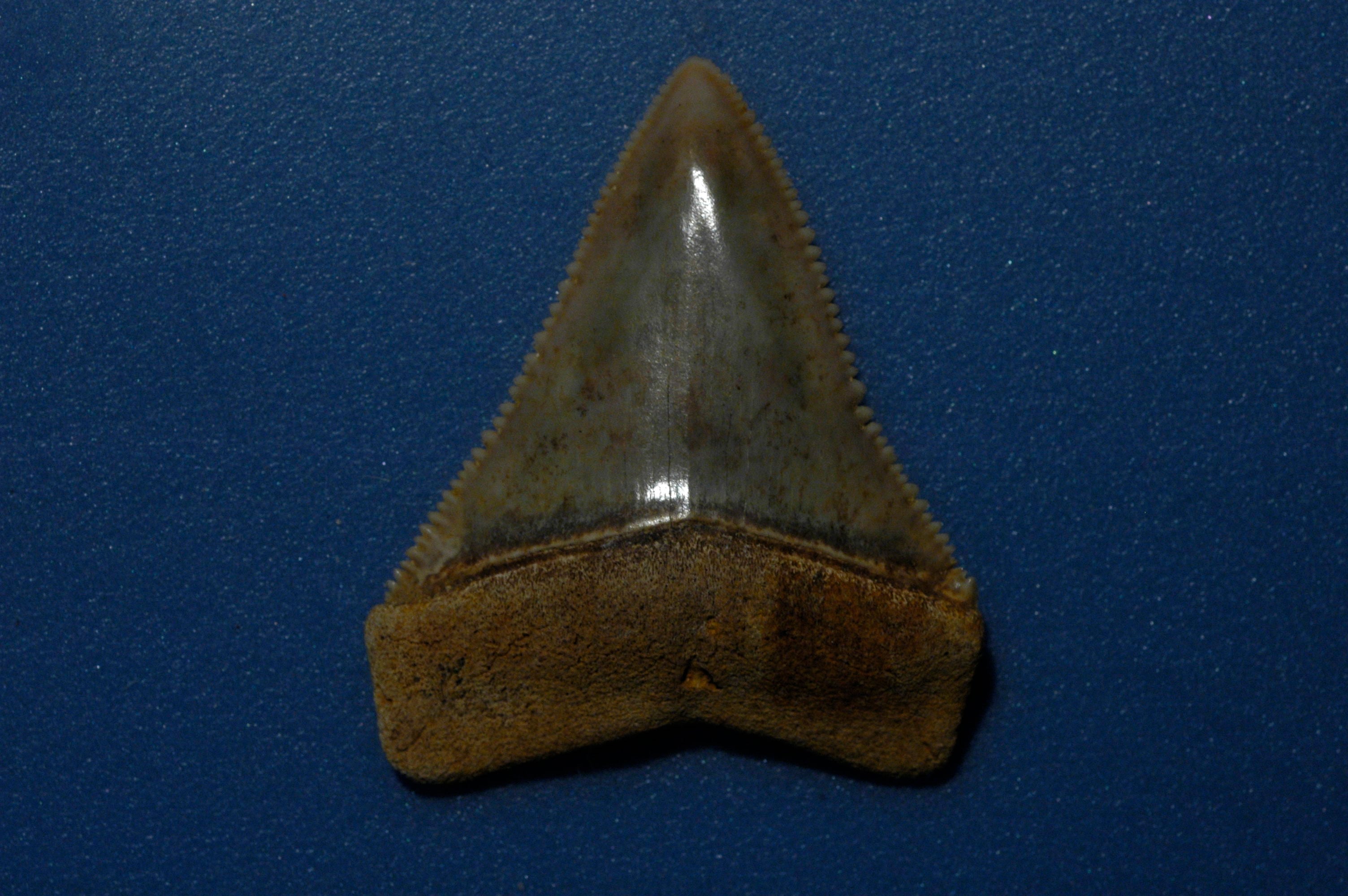 Pliocene Fossils Of California - Page 2 - General Fossil Discussion ...
