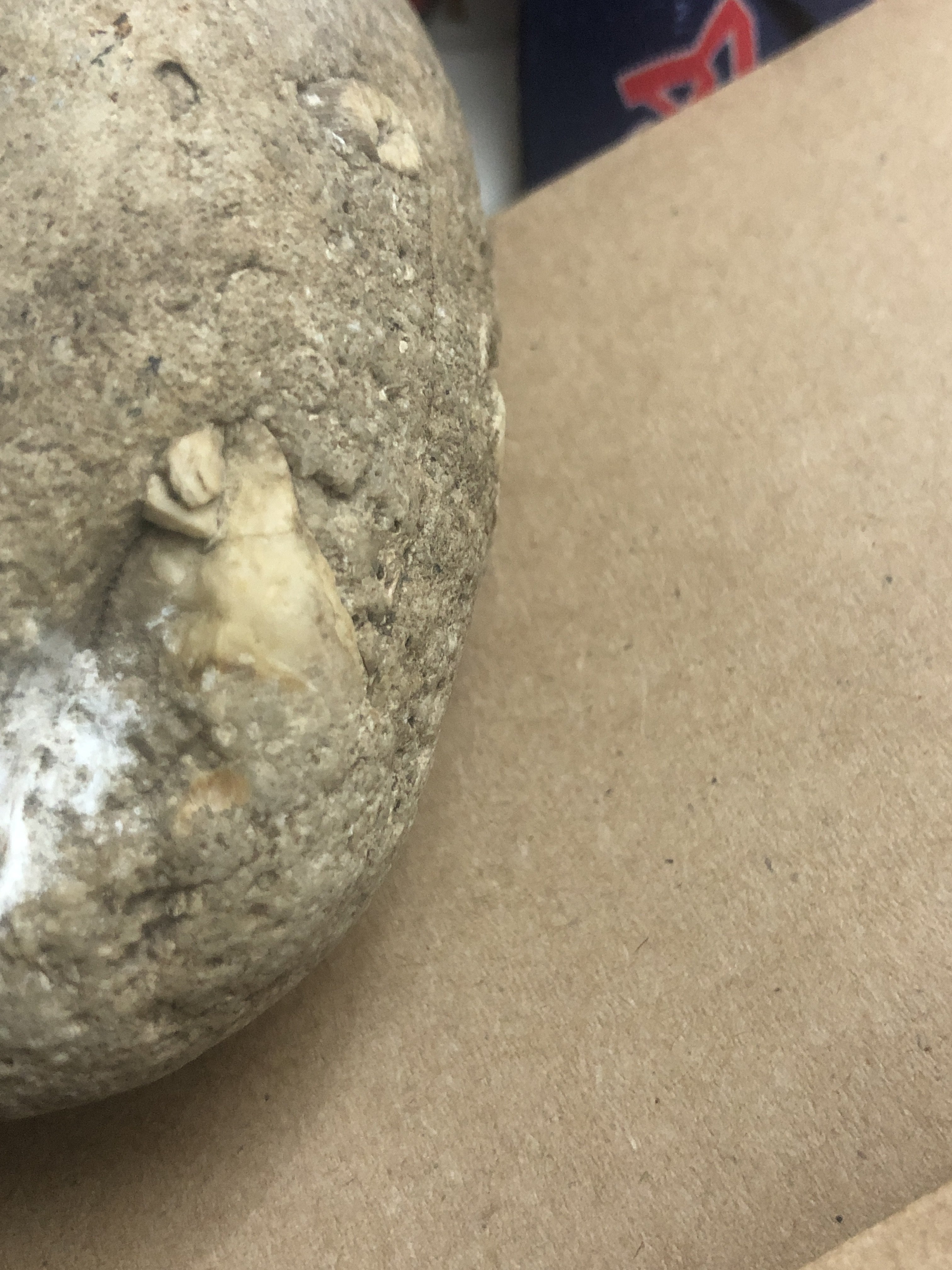 Found in Ohio - Fossil ID - The Fossil Forum