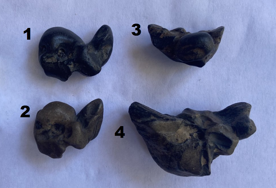 Peace River Cetacean Ear Bones - Fossil ID - The Fossil Forum
