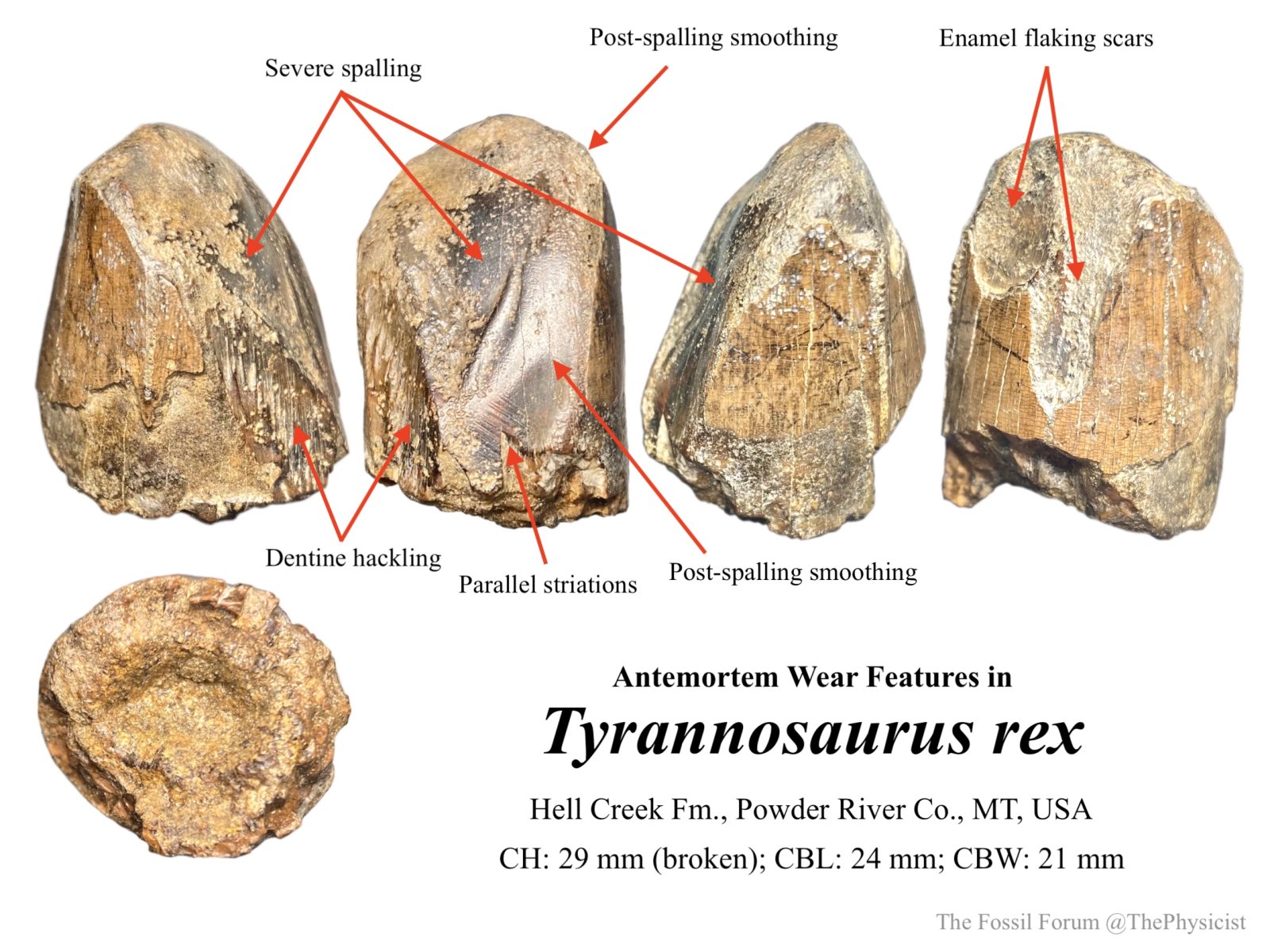 Worn T. rex tooth (annotated) - Cretaceous - The Fossil Forum