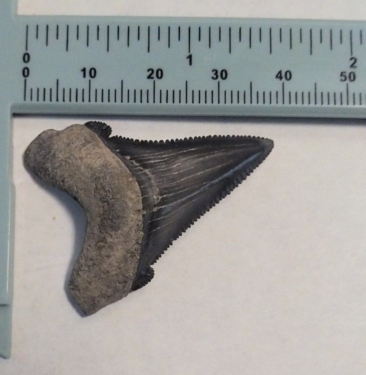 O. angustidens 6.26.22 - South Carolina - The Fossil Forum