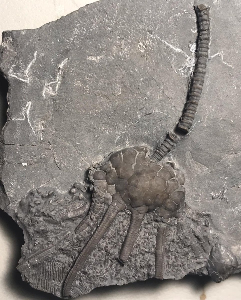 Rochester Shale Crinoid - Member Collections - The Fossil Forum