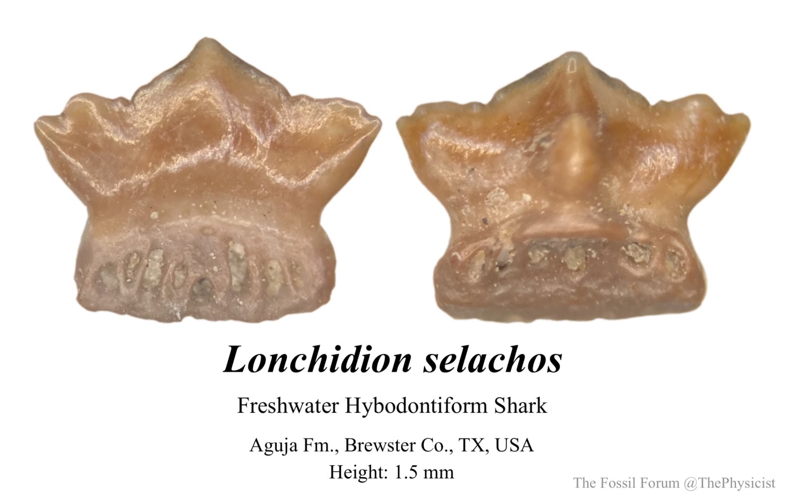 Lonchidion - Cretaceous - The Fossil Forum
