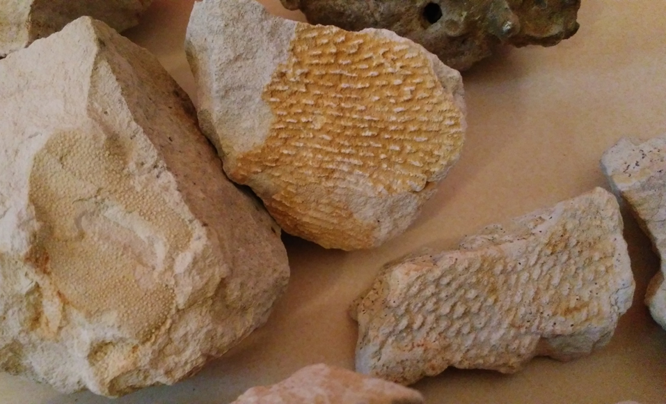 Limestone fossil from eastern Poland - Fossil ID - The Fossil Forum