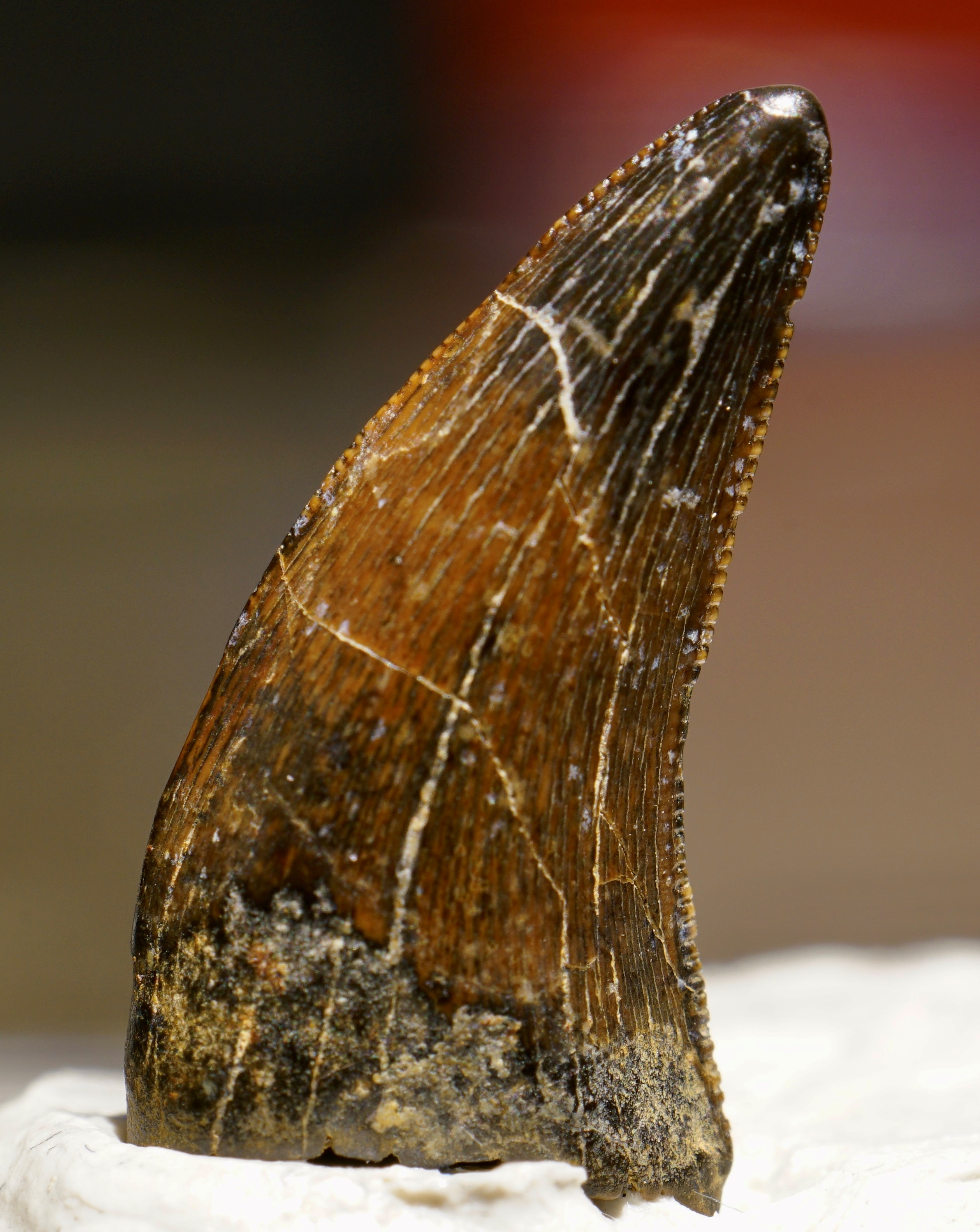 Another theropod tooth - Fossil ID - The Fossil Forum