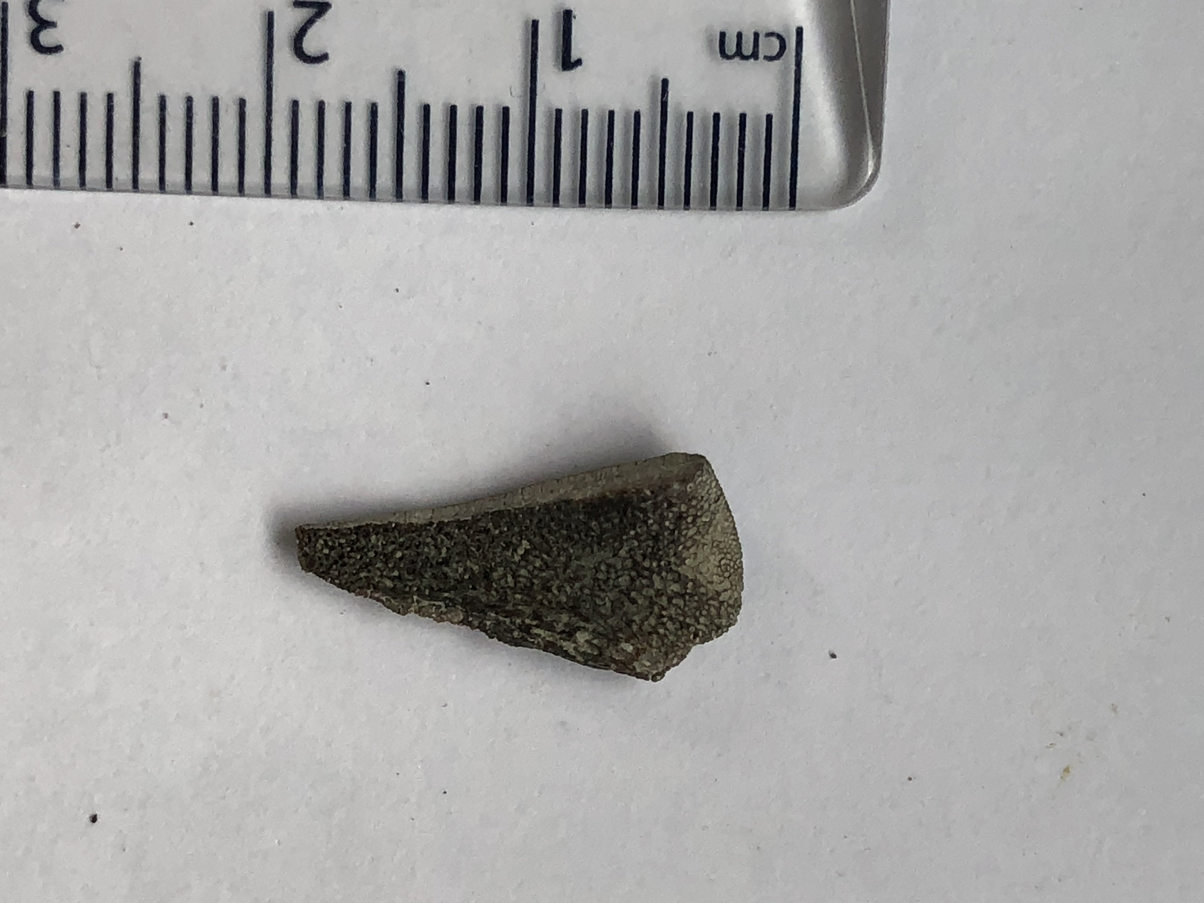 Devonian holochephali tooth? - Fossil ID - The Fossil Forum