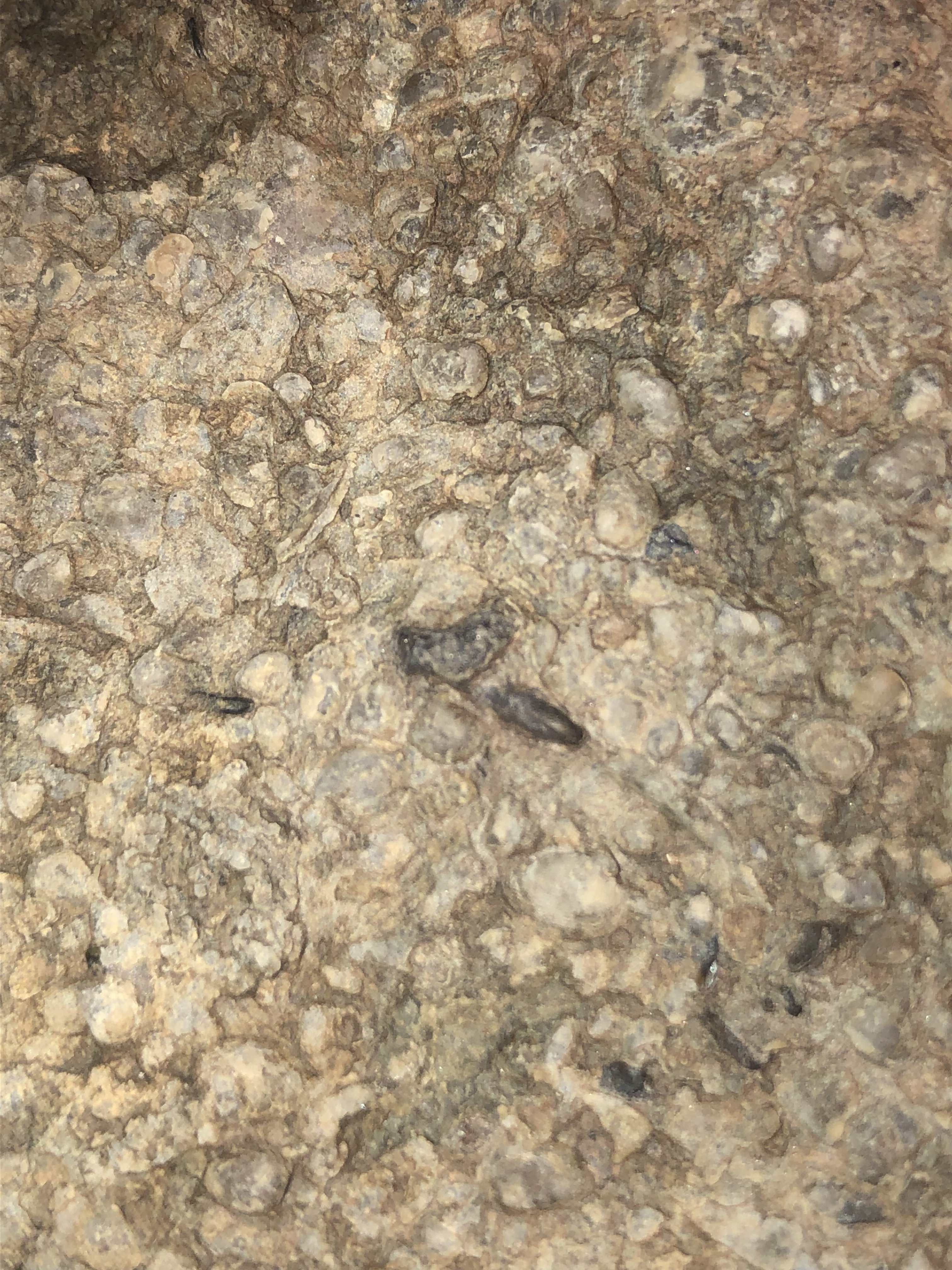 Paleozoic Shark Teeth - Fossil Hunting Trips - The Fossil Forum