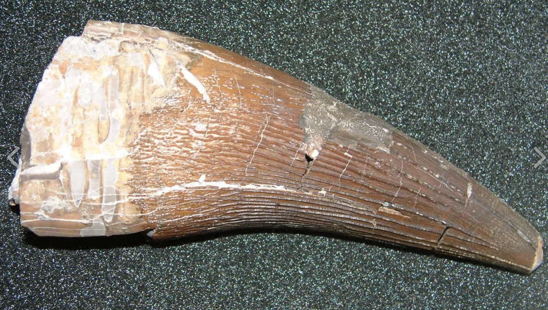 Pliosaur tooth? - Fossil ID - The Fossil Forum