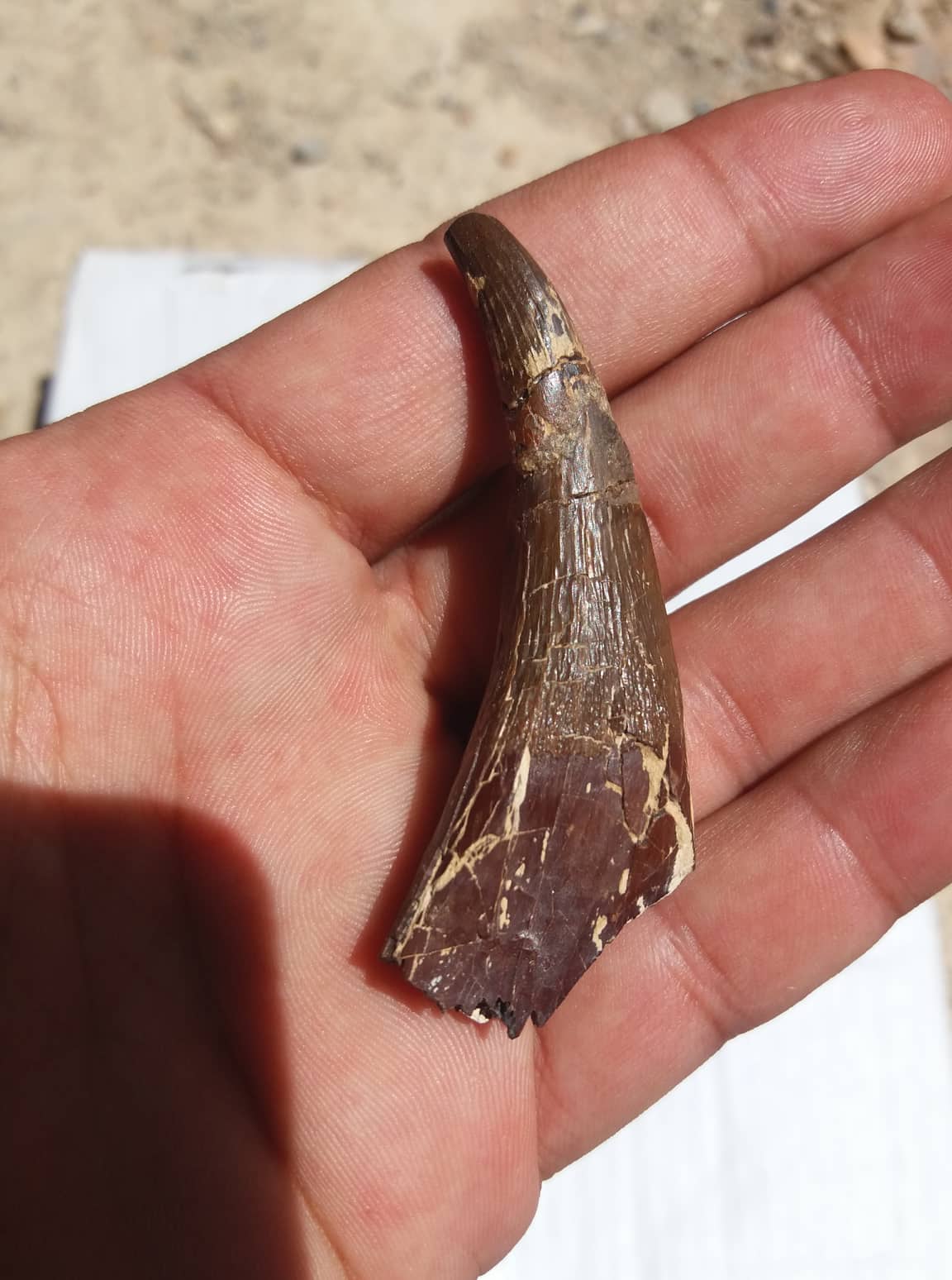 Pliosaur tooth? - Fossil ID - The Fossil Forum