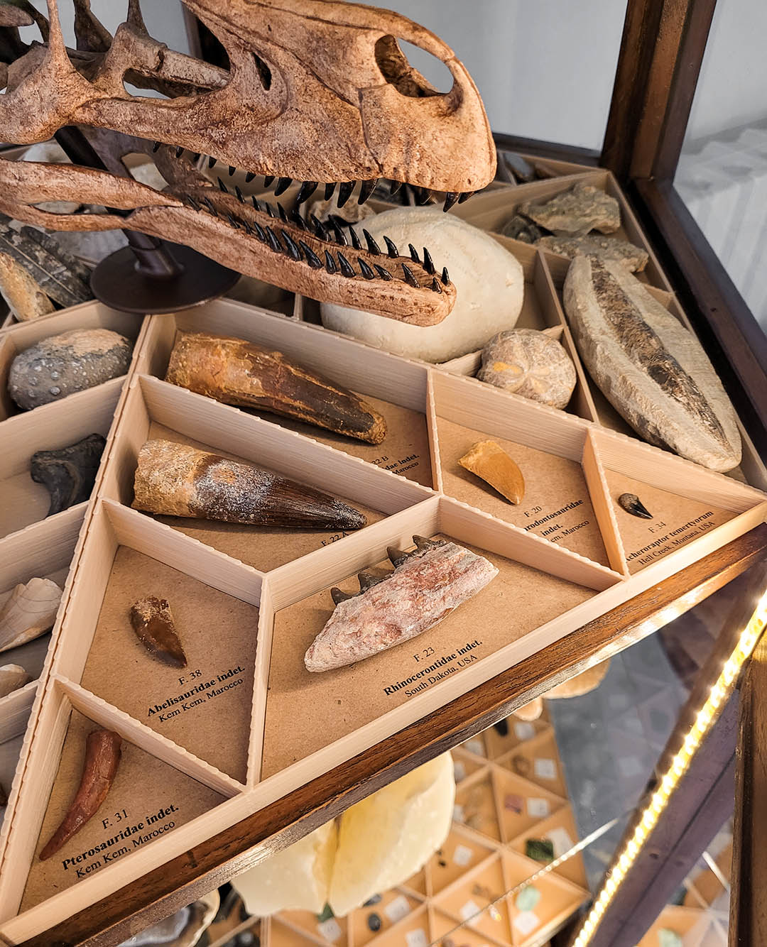 My fossils collection with 3D printed drawer compartments - Member ...