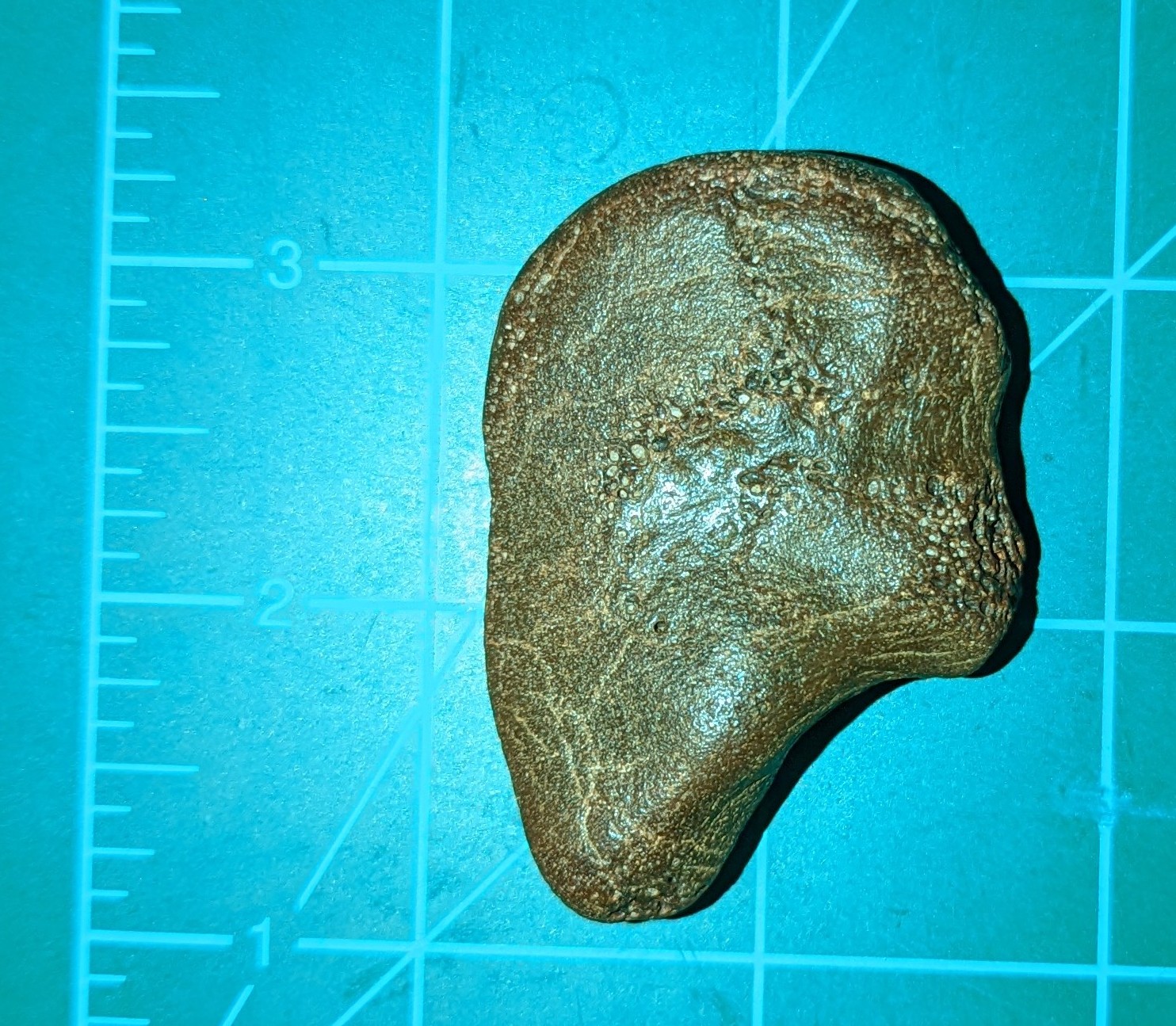 Equus Navicular? - Fossil ID - The Fossil Forum
