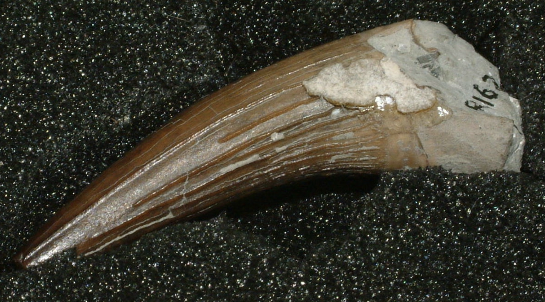 Pliosaur tooth? - Fossil ID - The Fossil Forum