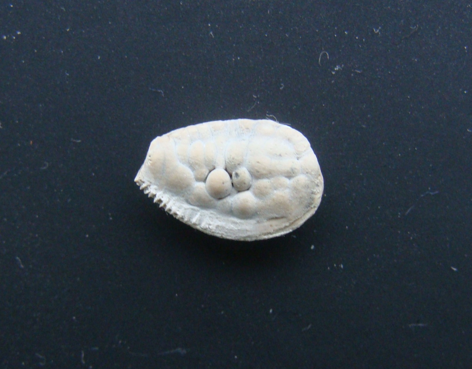Large otolith - Fossil ID - The Fossil Forum