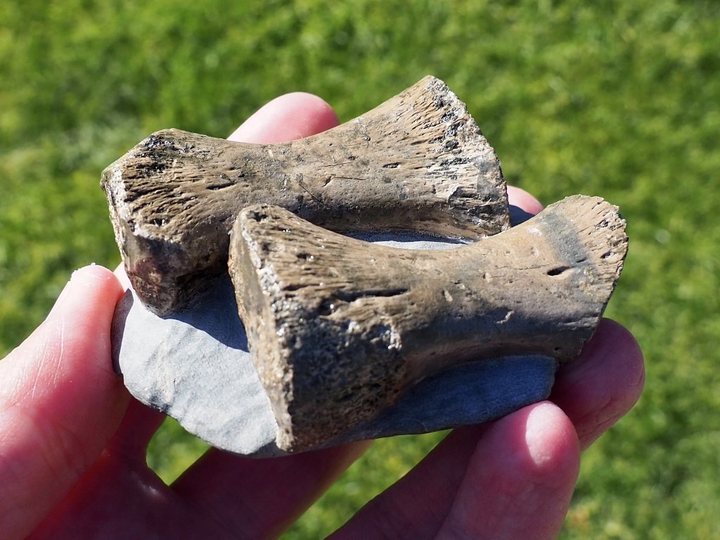 2022 Vertebrate Fossil Of The Year Poll! - Fossil of the Month - The ...