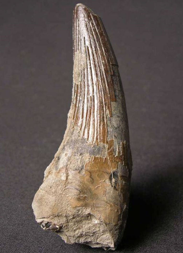 Pliosaur tooth? - Fossil ID - The Fossil Forum