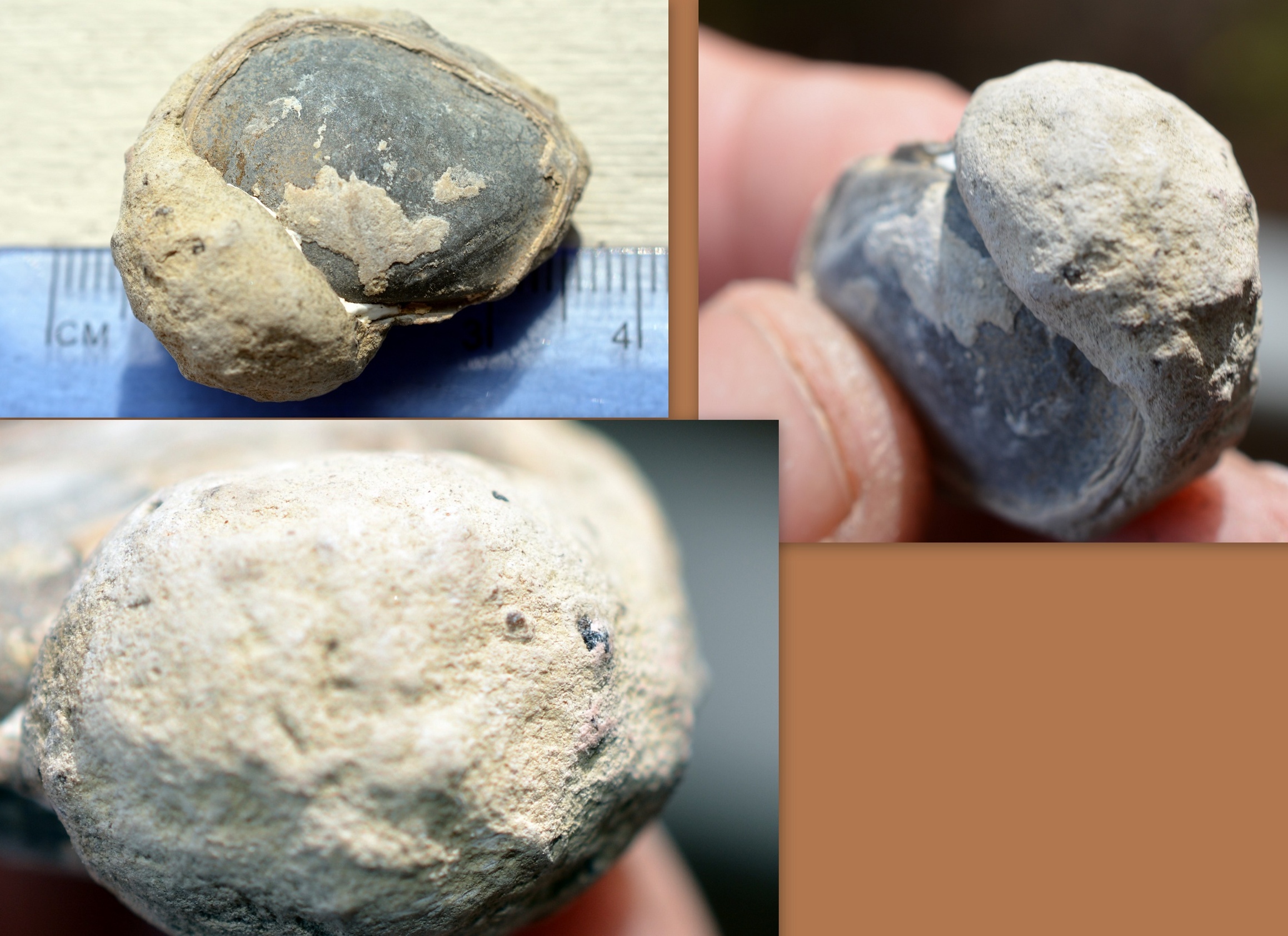 Round 3 of Western Trip - Fossil Hunting Trips - The Fossil Forum