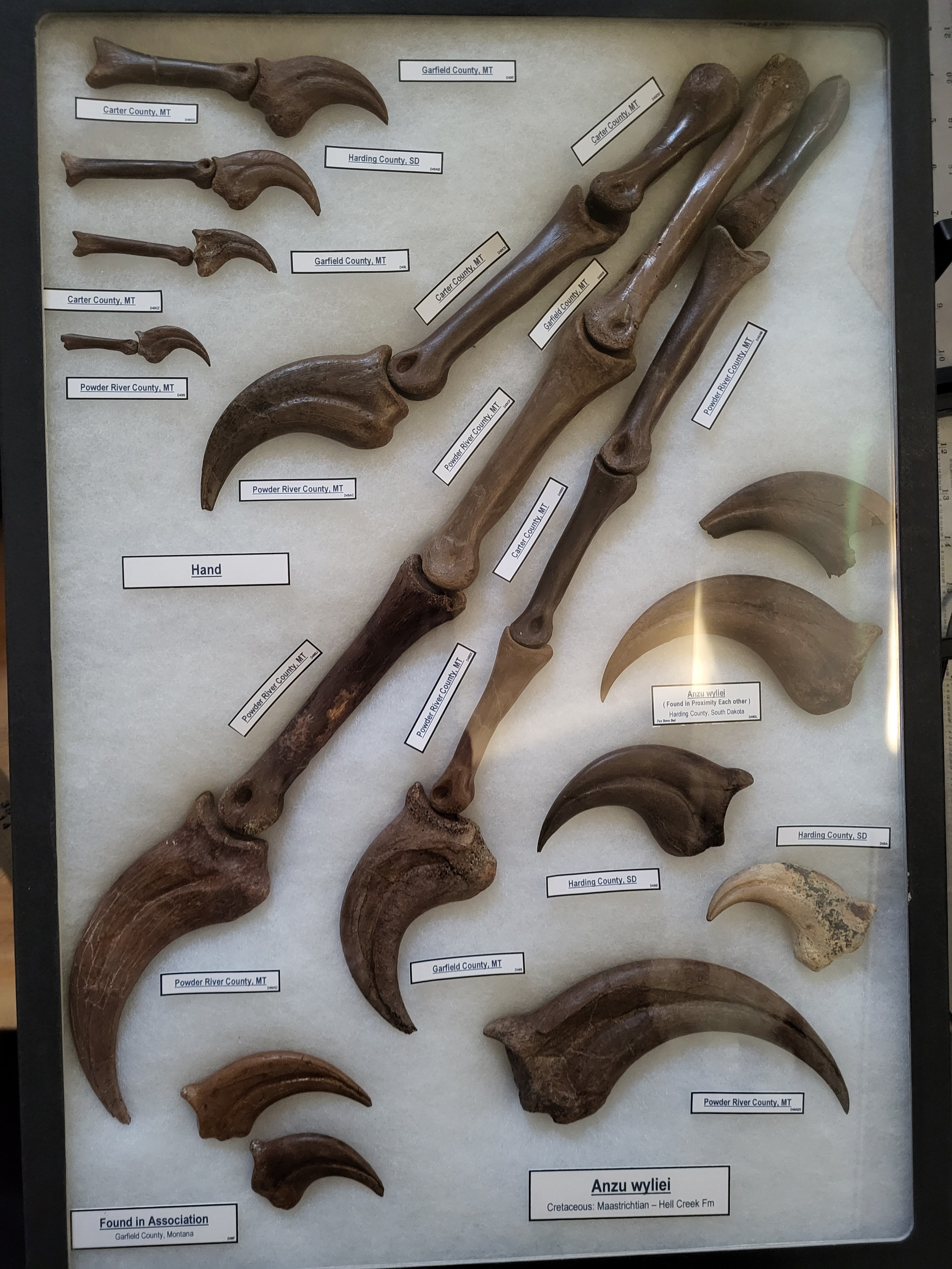 Dino finger bone - Fossil ID - The Fossil Forum