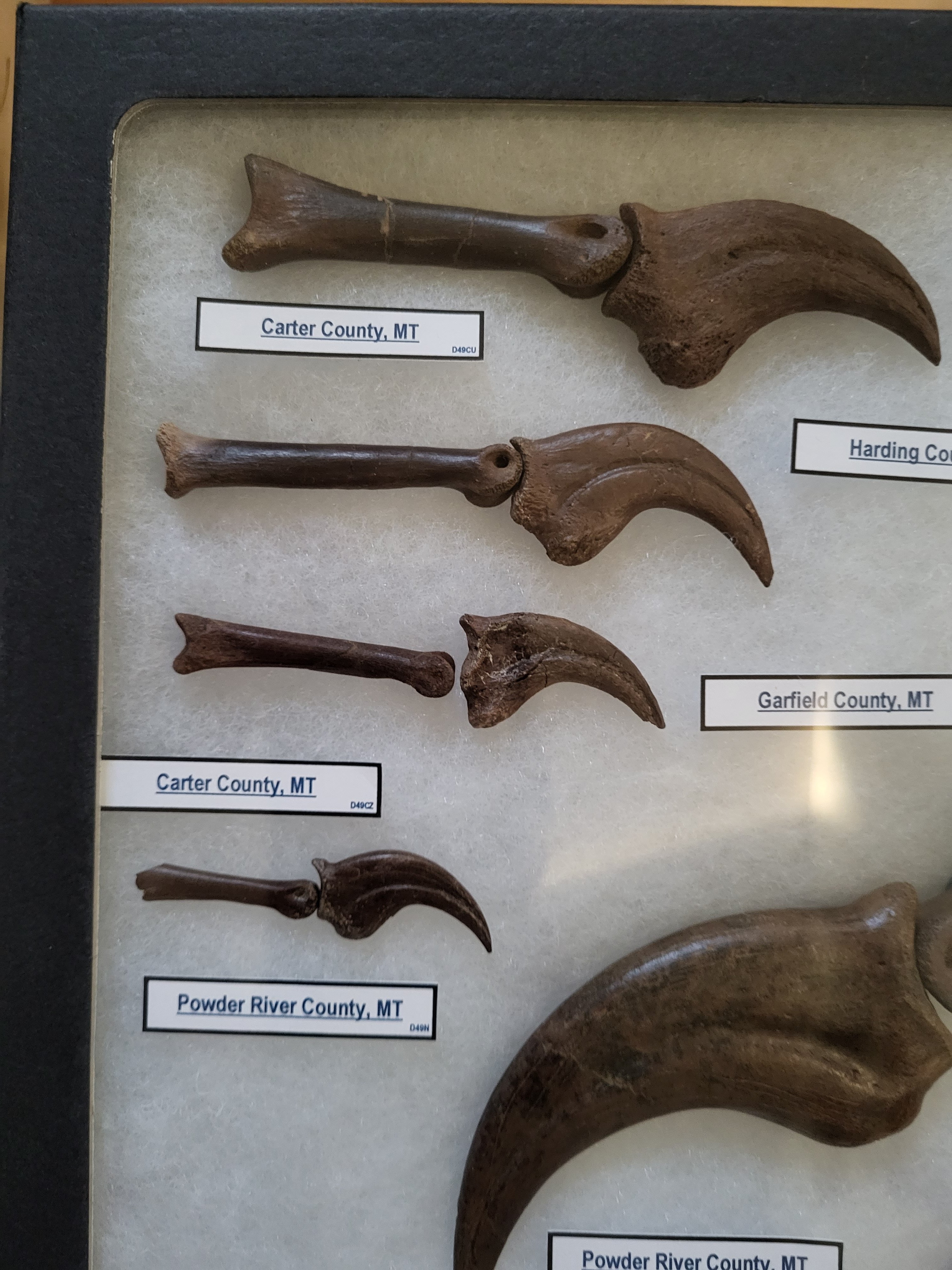 Dino finger bone - Fossil ID - The Fossil Forum