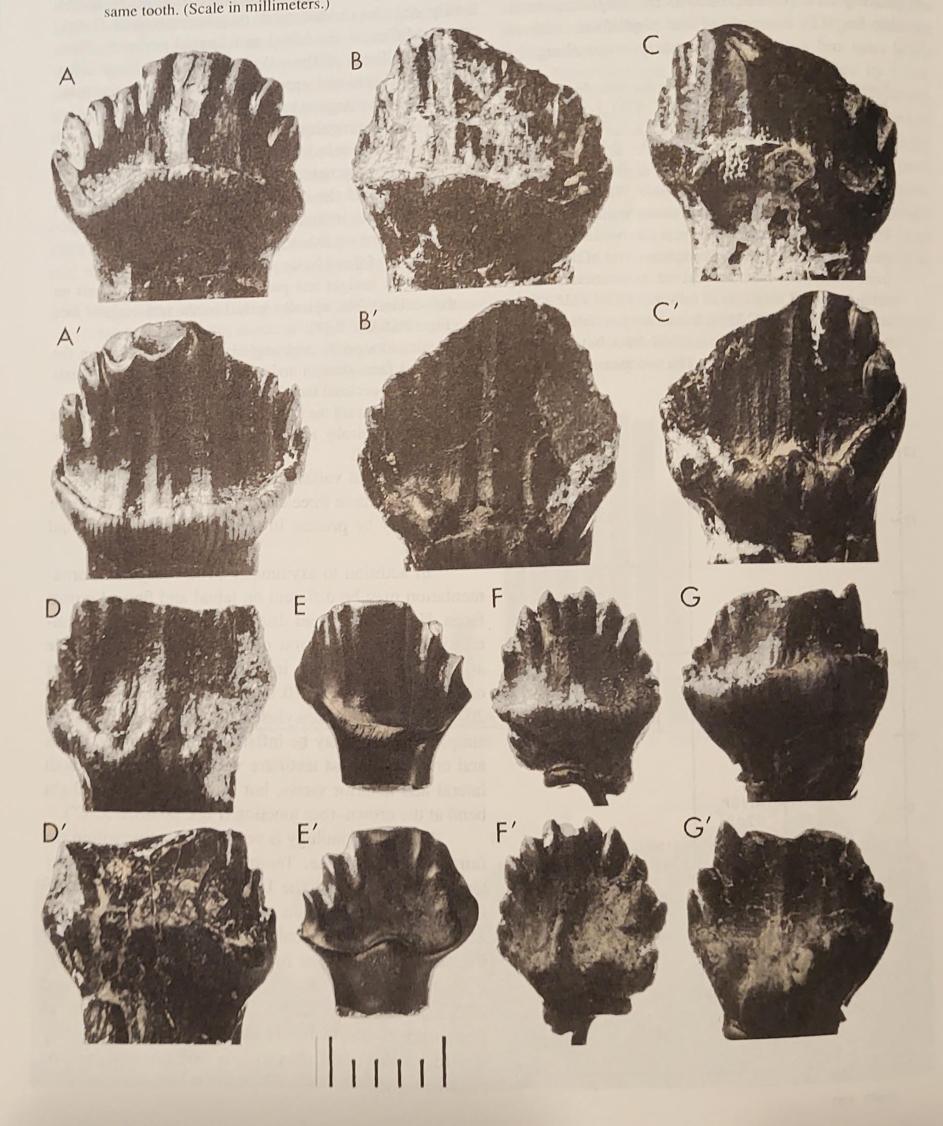 The Judith River Formation - Tooth ID, Faunal List & Localities ...