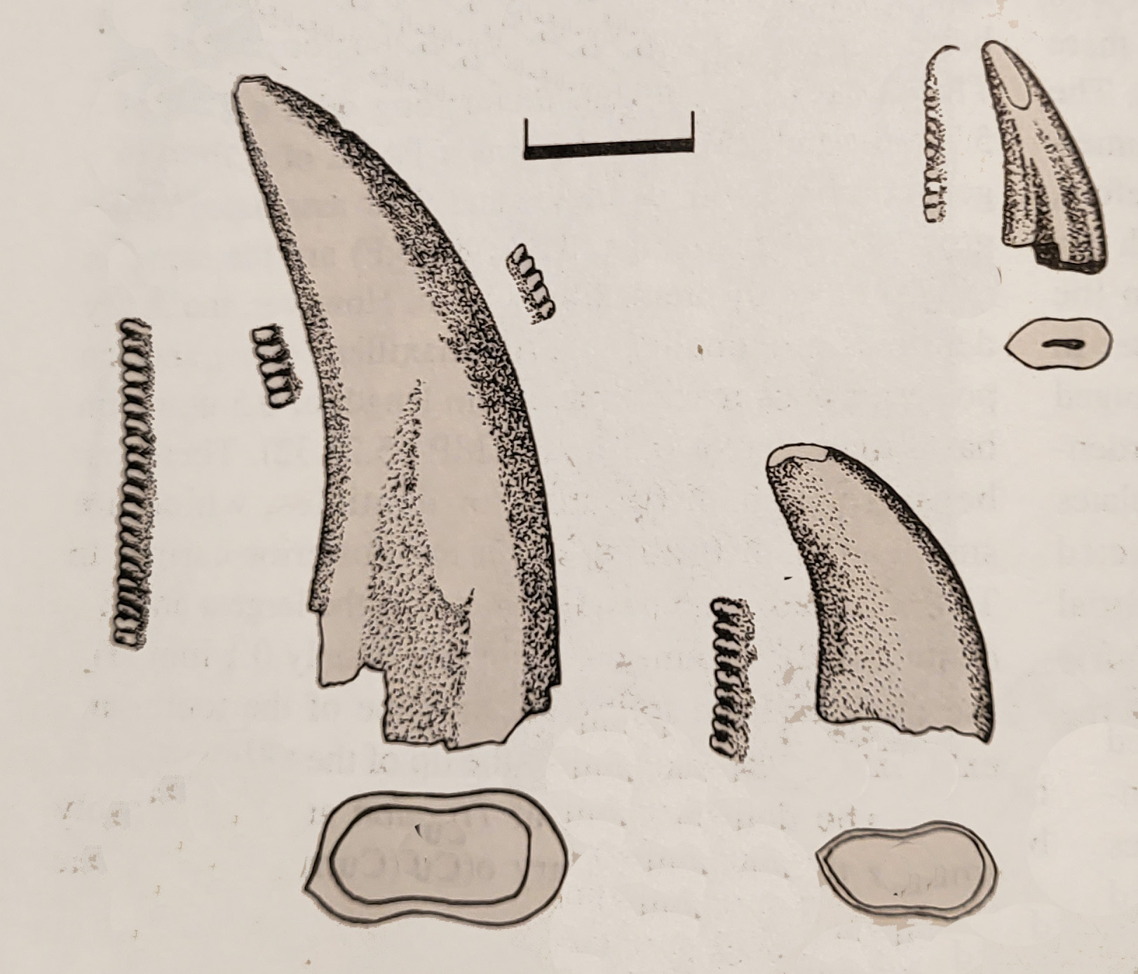 The Judith River Formation - Tooth ID, Faunal List & Localities ...