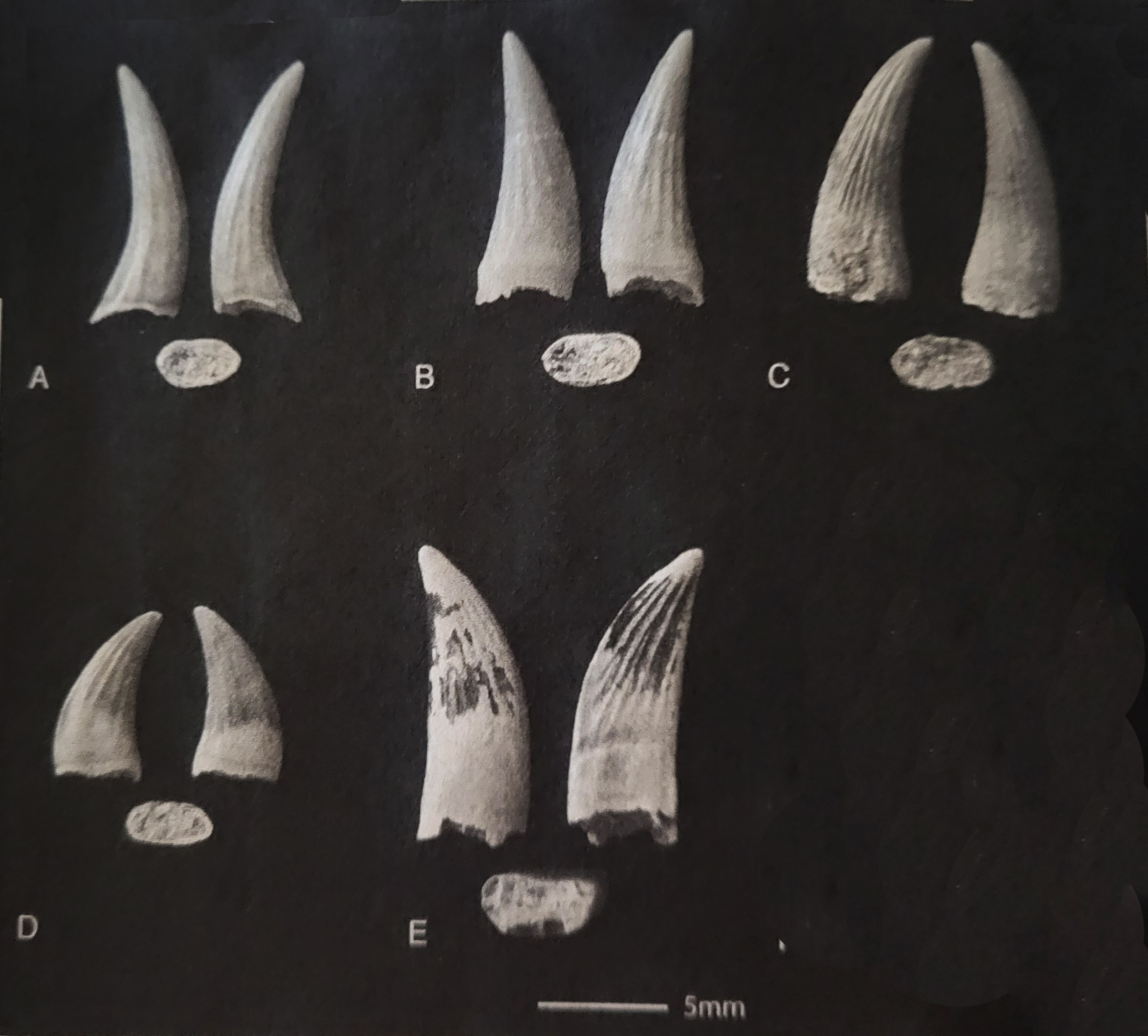 The Judith River Formation - Tooth ID, Faunal List & Localities ...