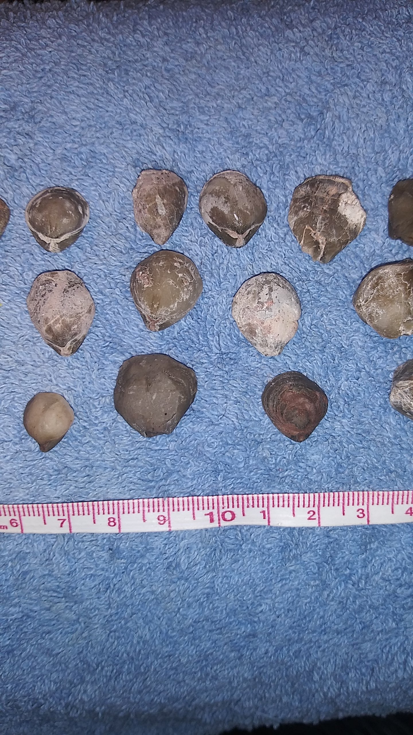 Shells? - Fossil ID - The Fossil Forum
