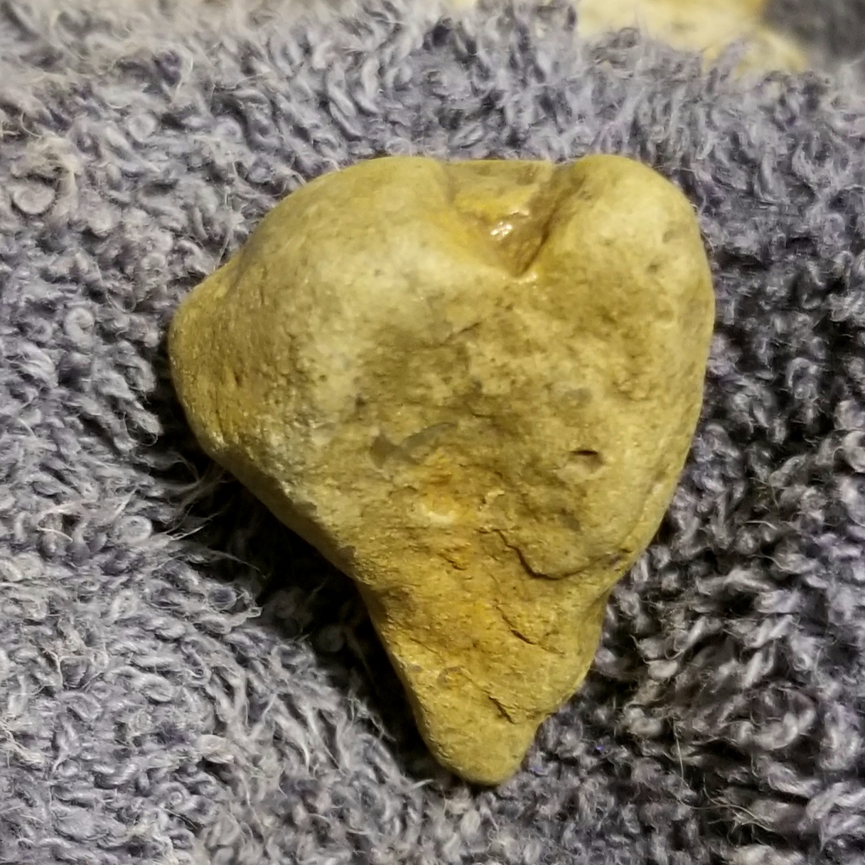 Is This A Fossilized Tooth? - General Fossil Discussion - The Fossil Forum