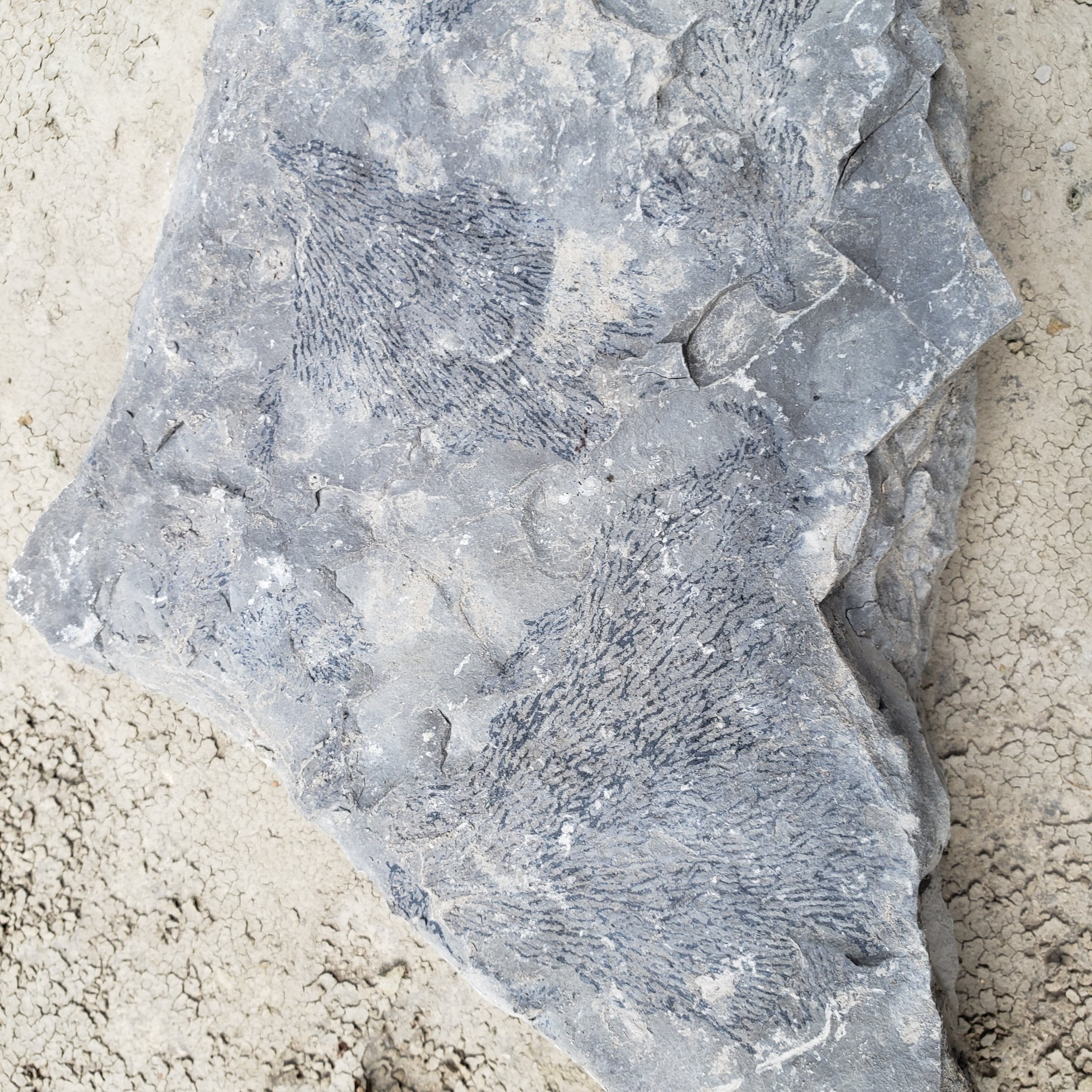 Rochester shale find - Fossil ID - The Fossil Forum