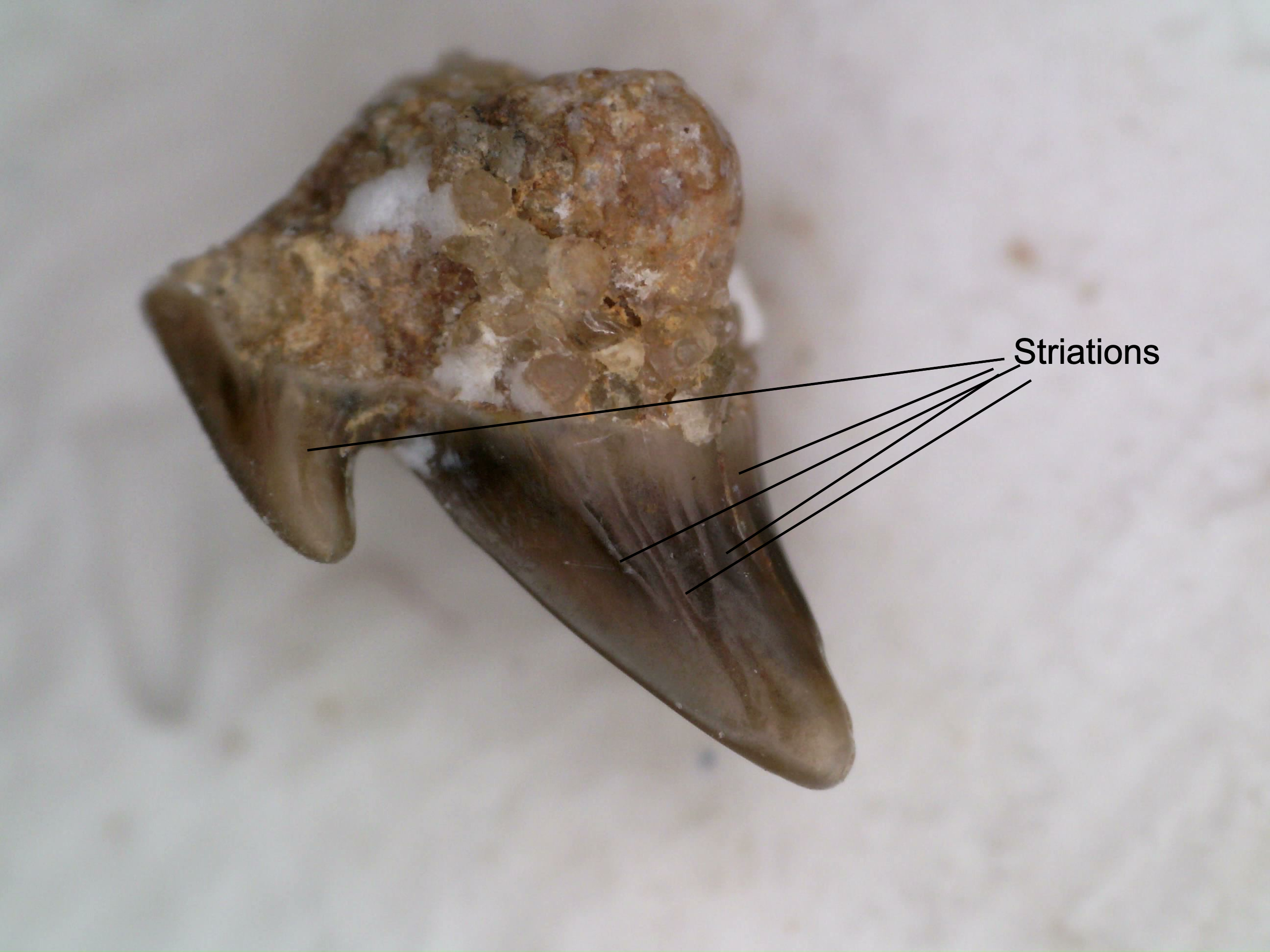 Help on this unknown lamniform? - Fossil ID - The Fossil Forum