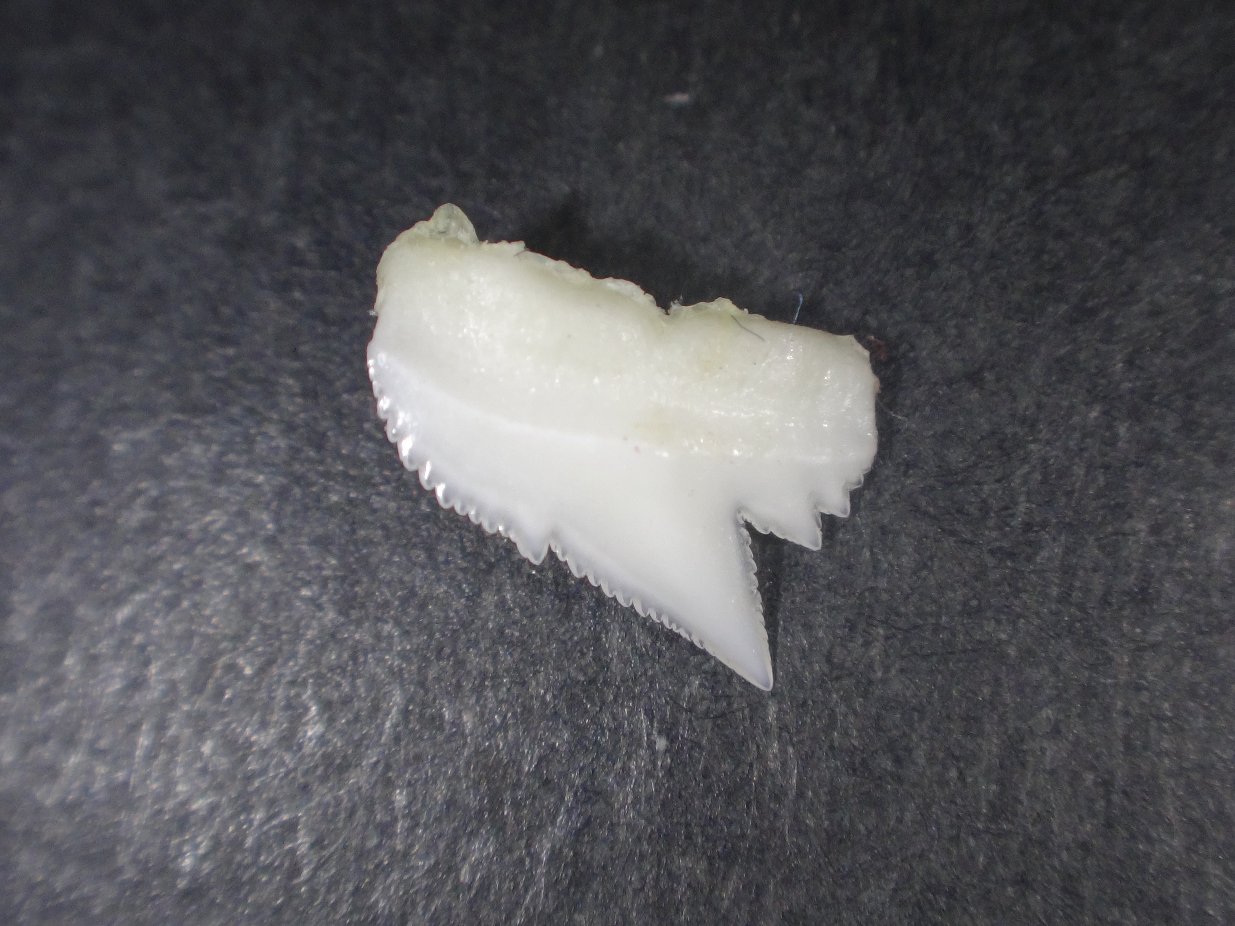 Odd Carcharhiniform tooth from the Late Oligocene of South Carolina ...
