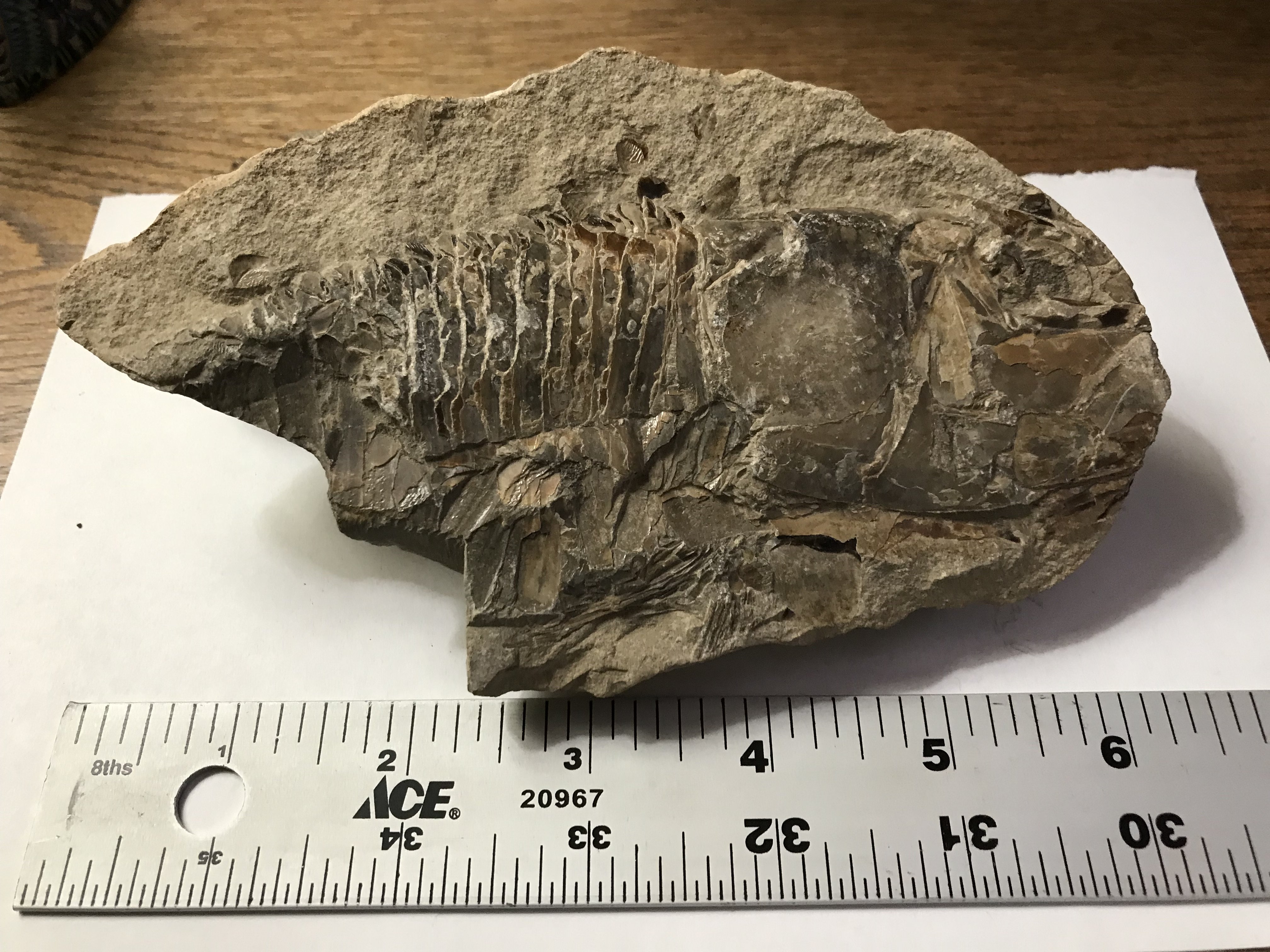 Fish? Arthropod? What in the world is this thing? - Fossil ID - The ...