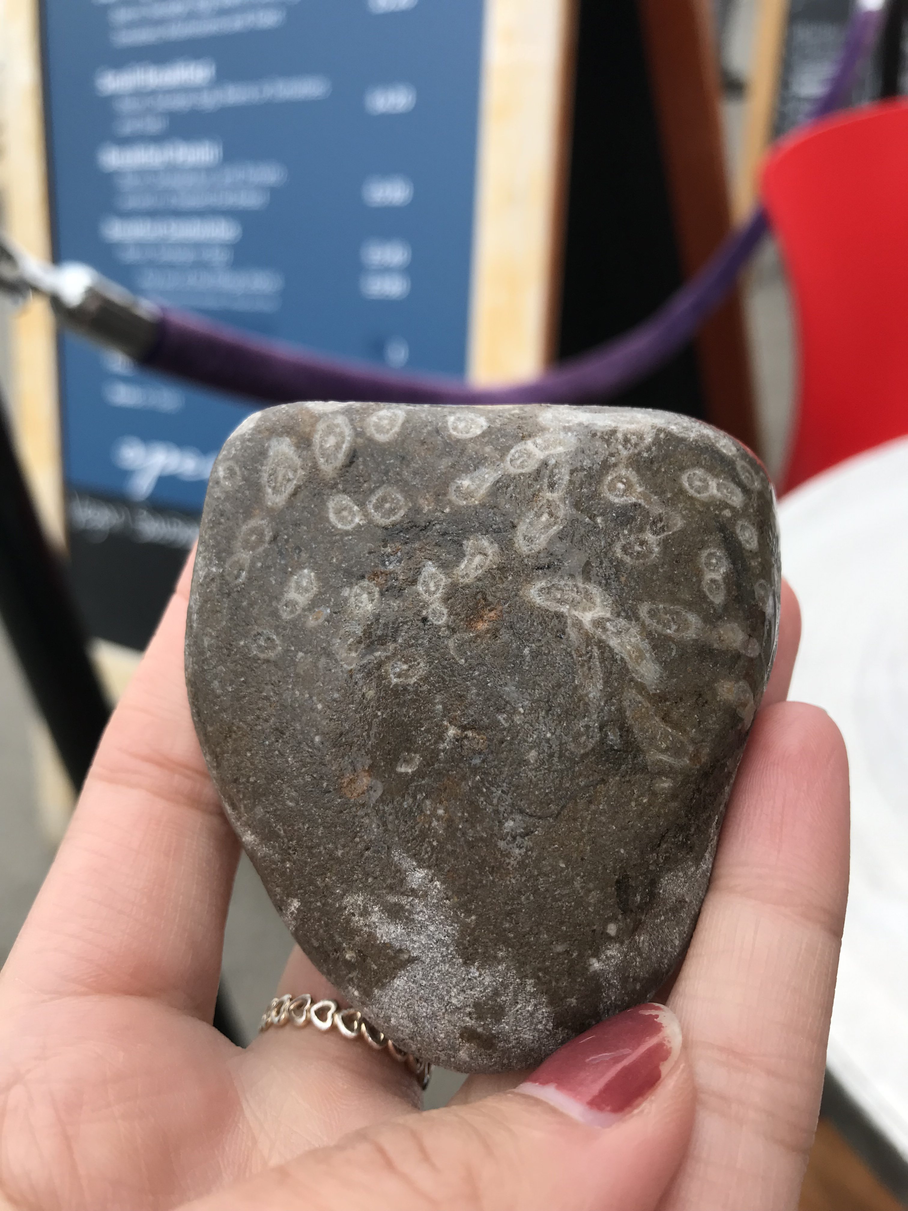 Fossil found at Saltburn beach - Fossil ID - The Fossil Forum