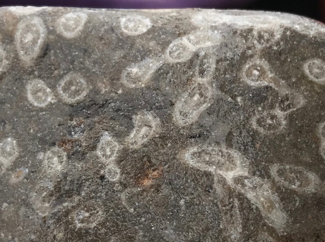 Fossil found at Saltburn beach - Fossil ID - The Fossil Forum