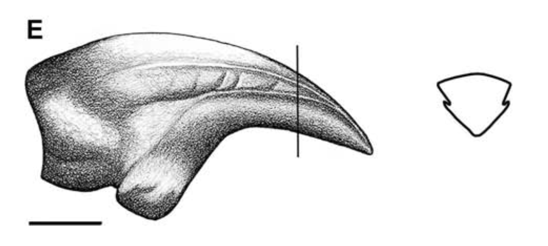Dimetrodon Claw? - Is It Real? How to Recognize Fossil Fabrications ...