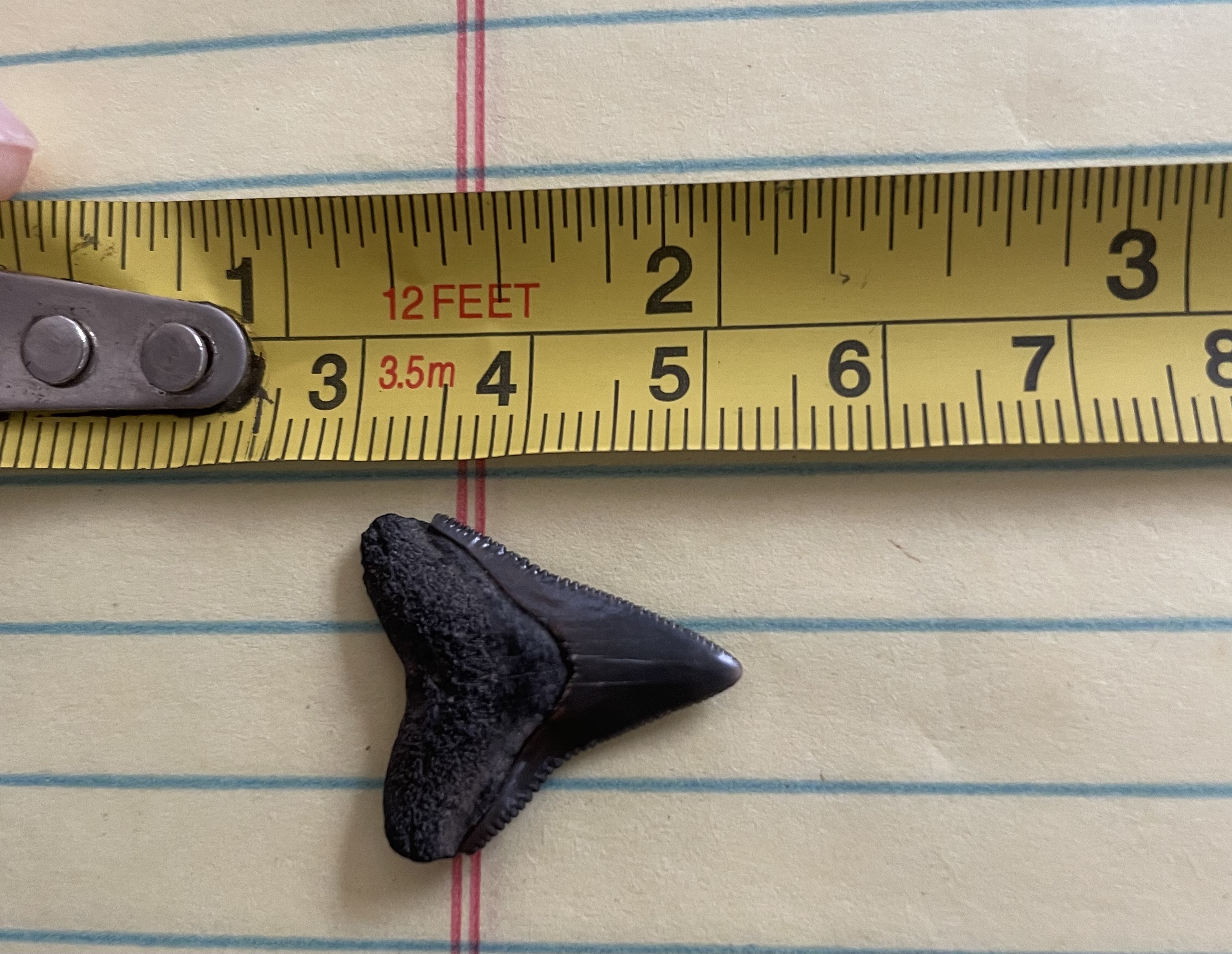 Bull? Dusky? Great White? - Fossil ID - The Fossil Forum