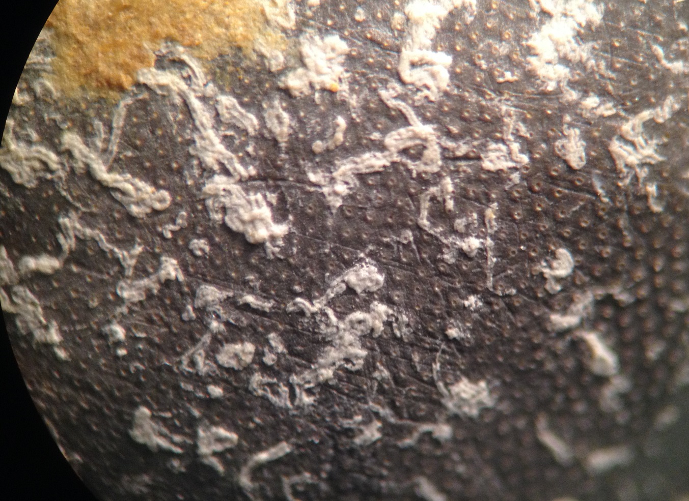 Deltodus Shark Tooth? PSoA Pennsylvanian Trip to Brownwood - Fossil ID ...