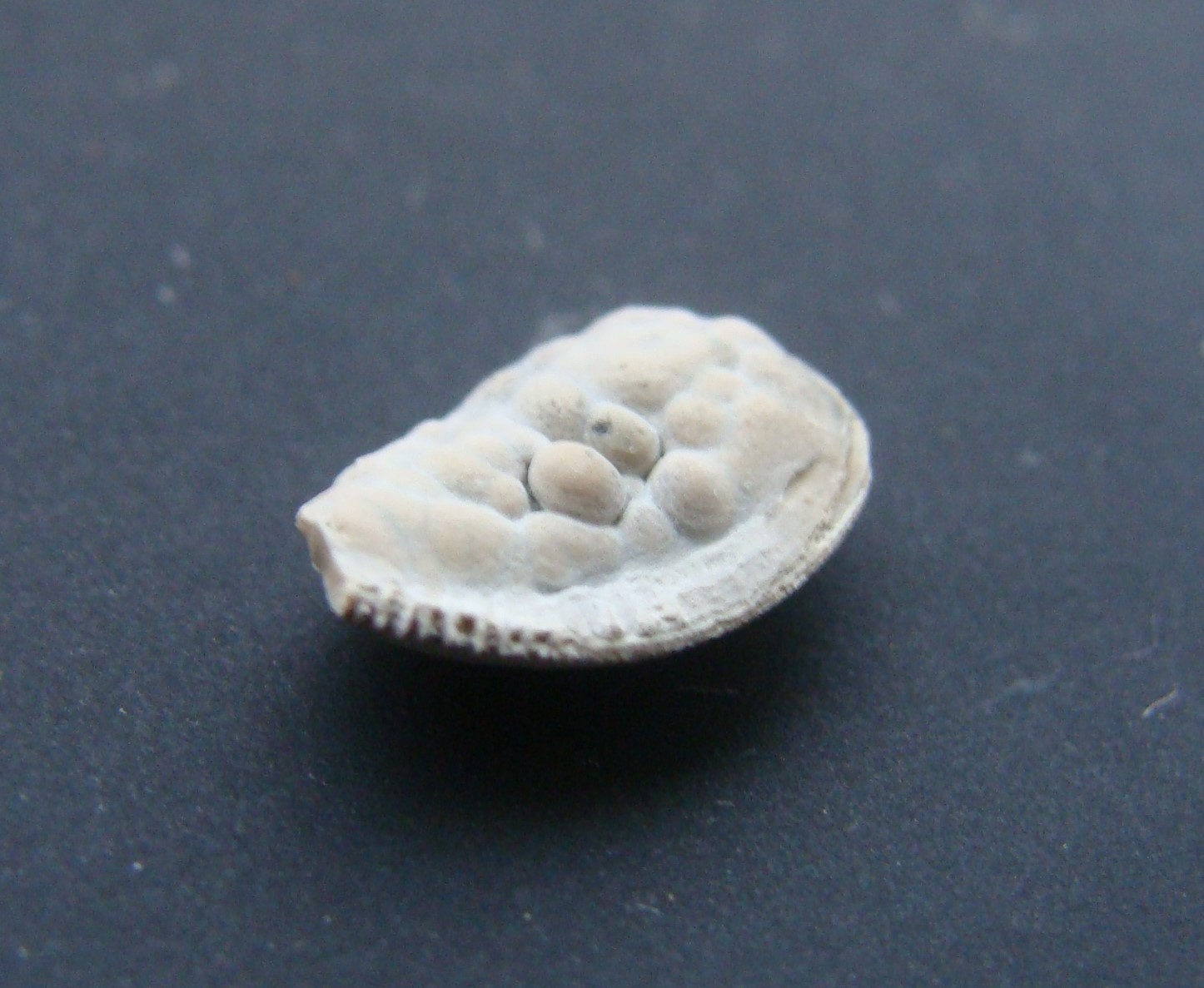 Large otolith - Fossil ID - The Fossil Forum