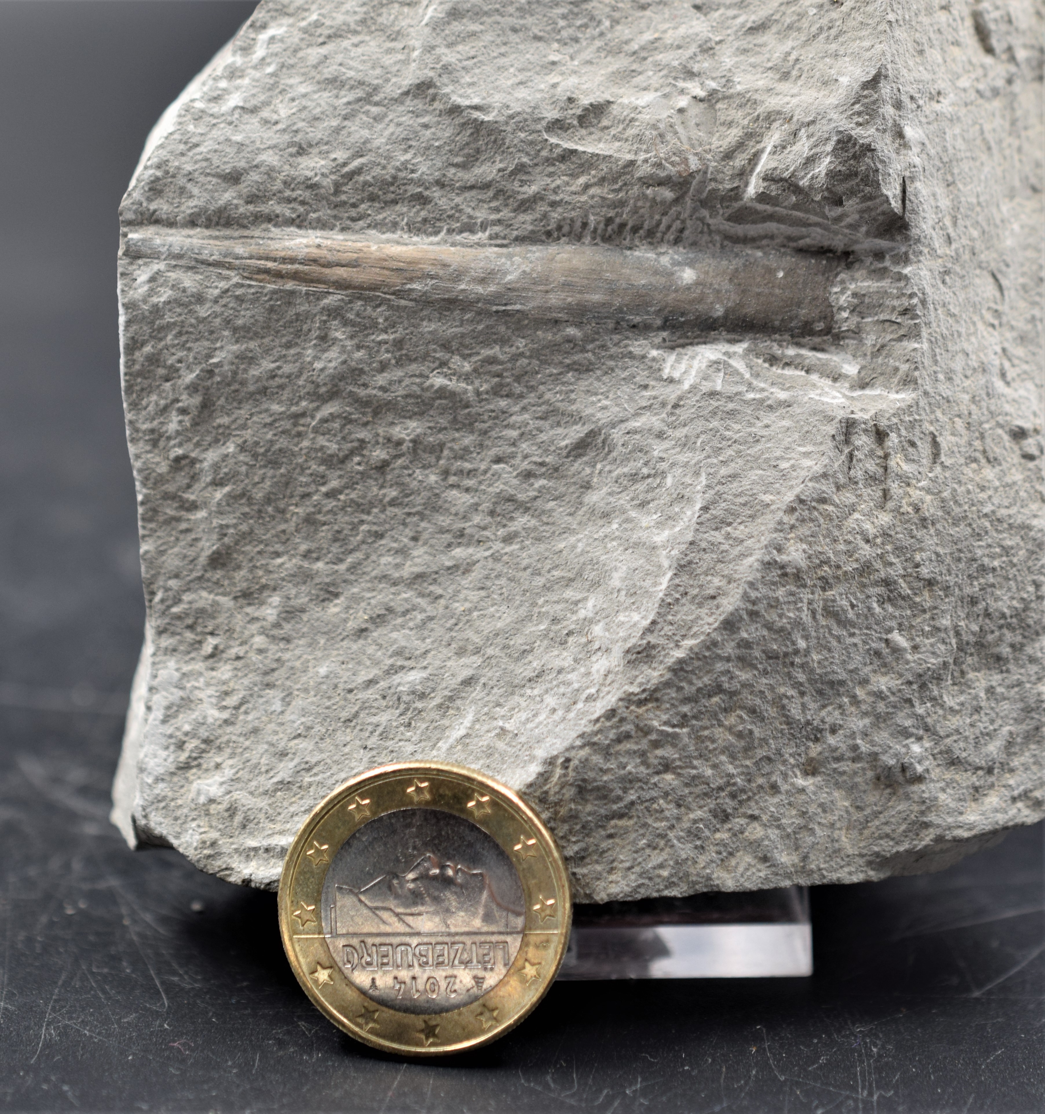 Tusk Shells!!! - Member Collections - The Fossil Forum
