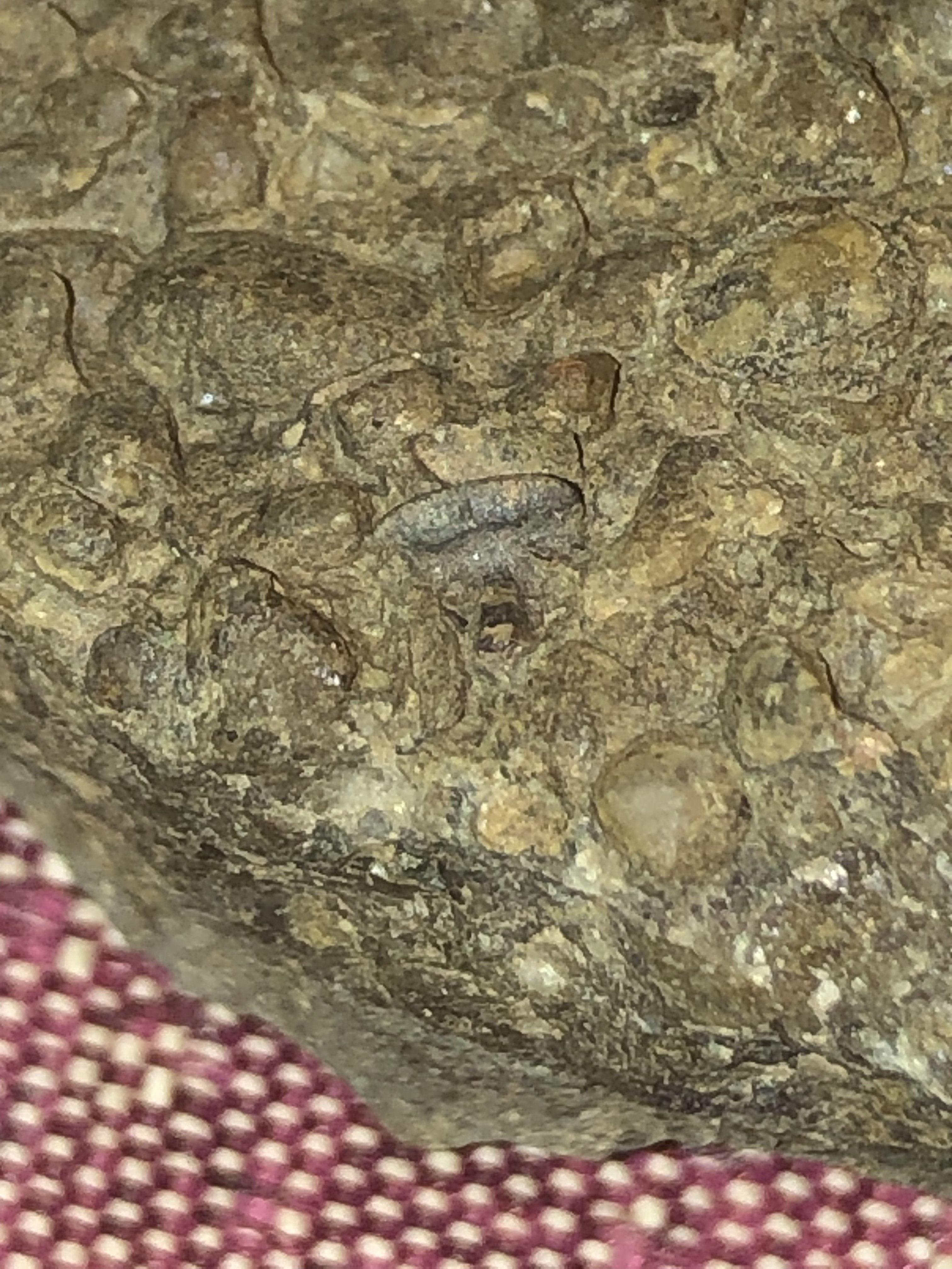 Paleozoic Shark Teeth - Fossil Hunting Trips - The Fossil Forum