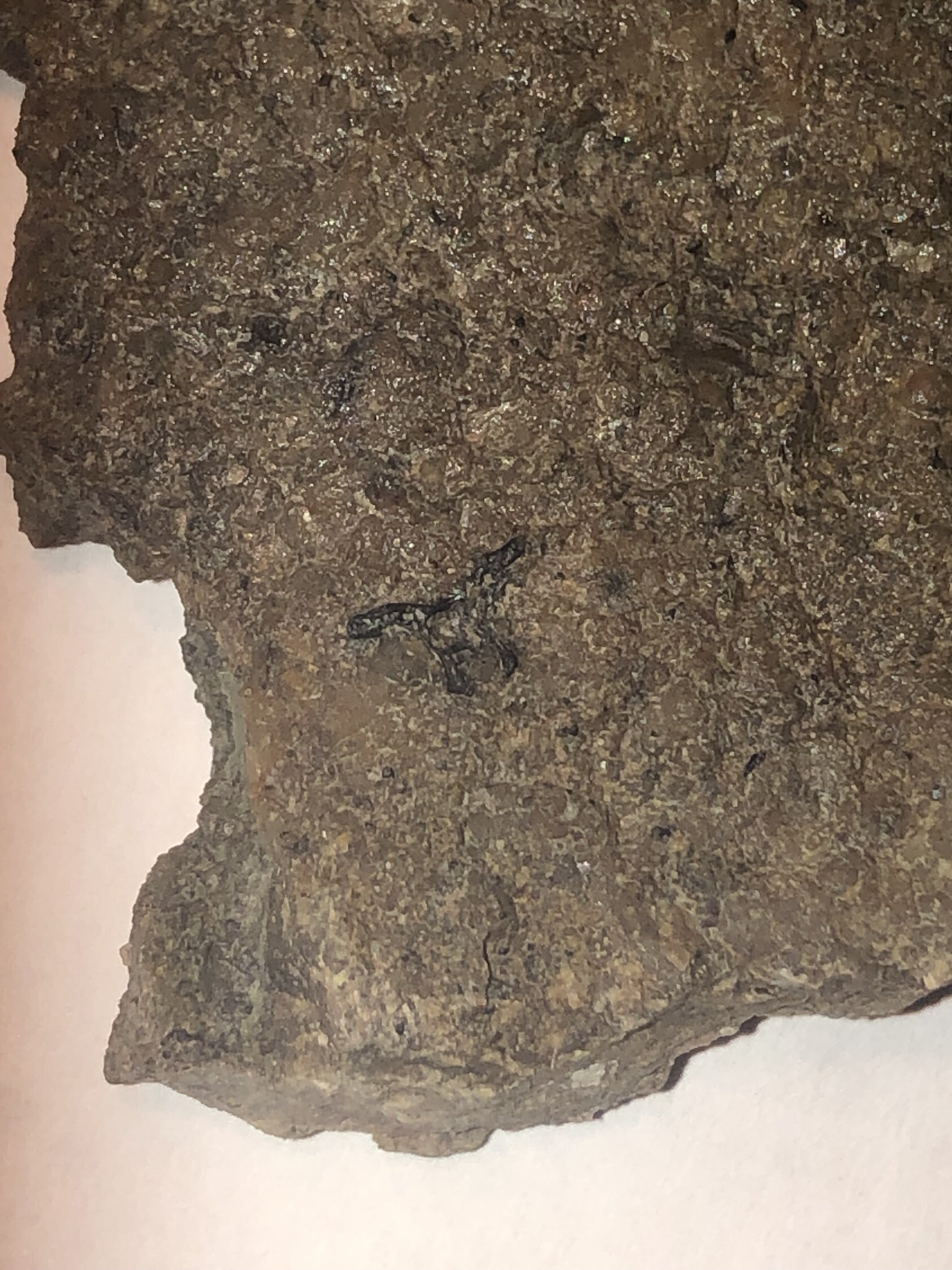 Paleozoic Shark Teeth - Fossil Hunting Trips - The Fossil Forum