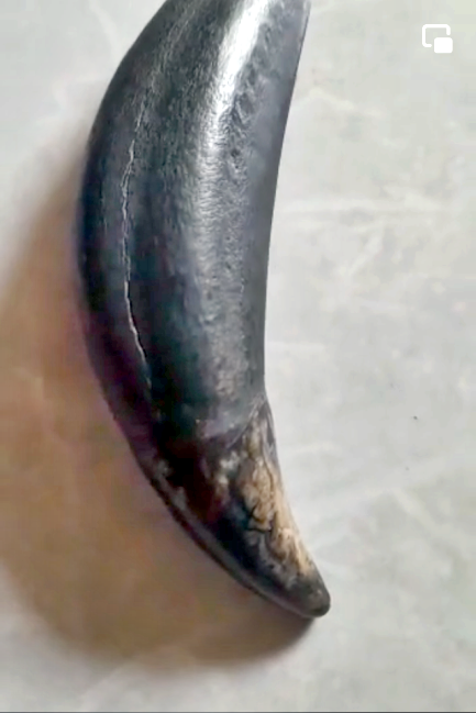 Tiger Tooth identification - Fossil ID - The Fossil Forum