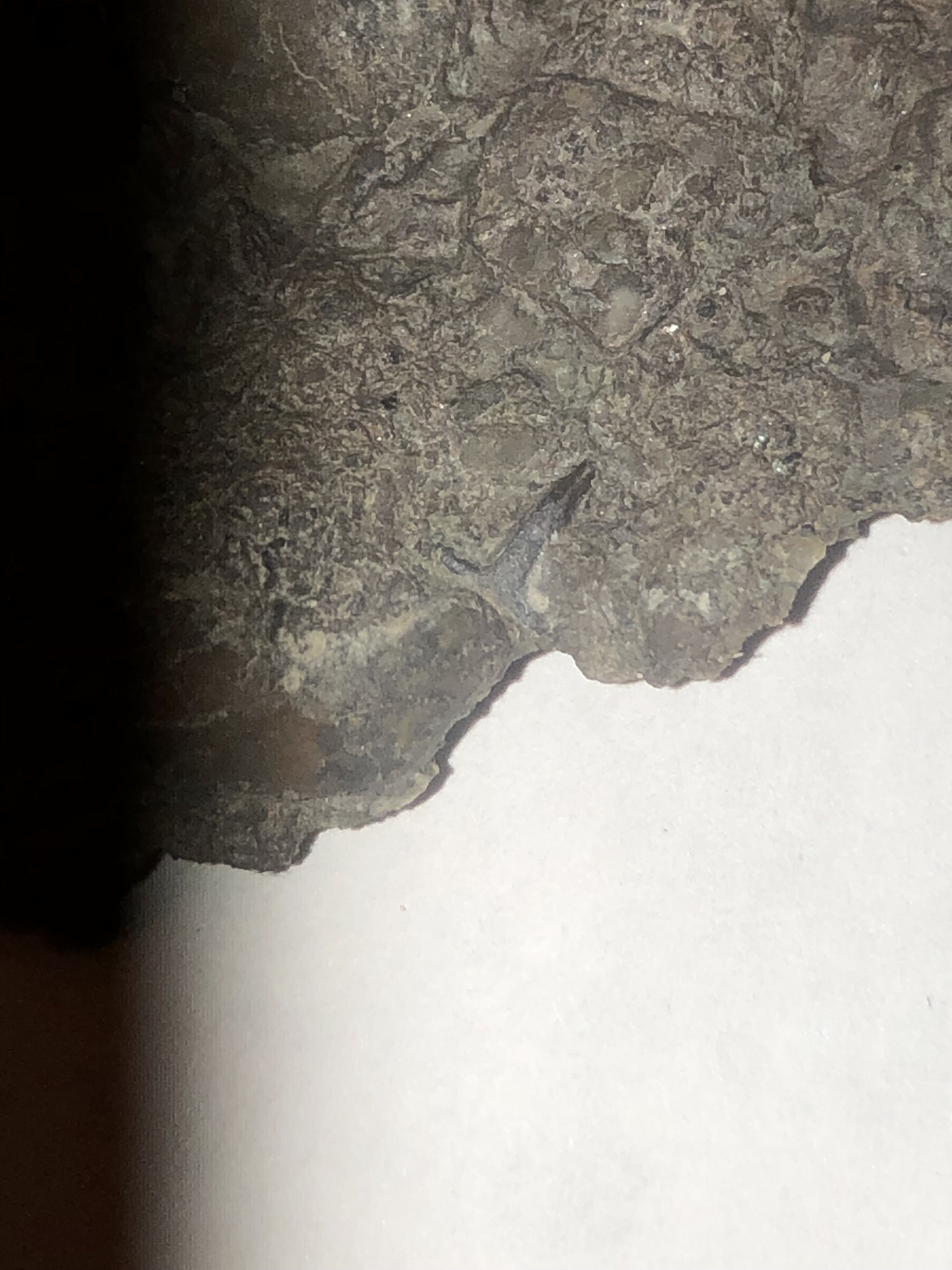 Paleozoic Shark Teeth - Fossil Hunting Trips - The Fossil Forum