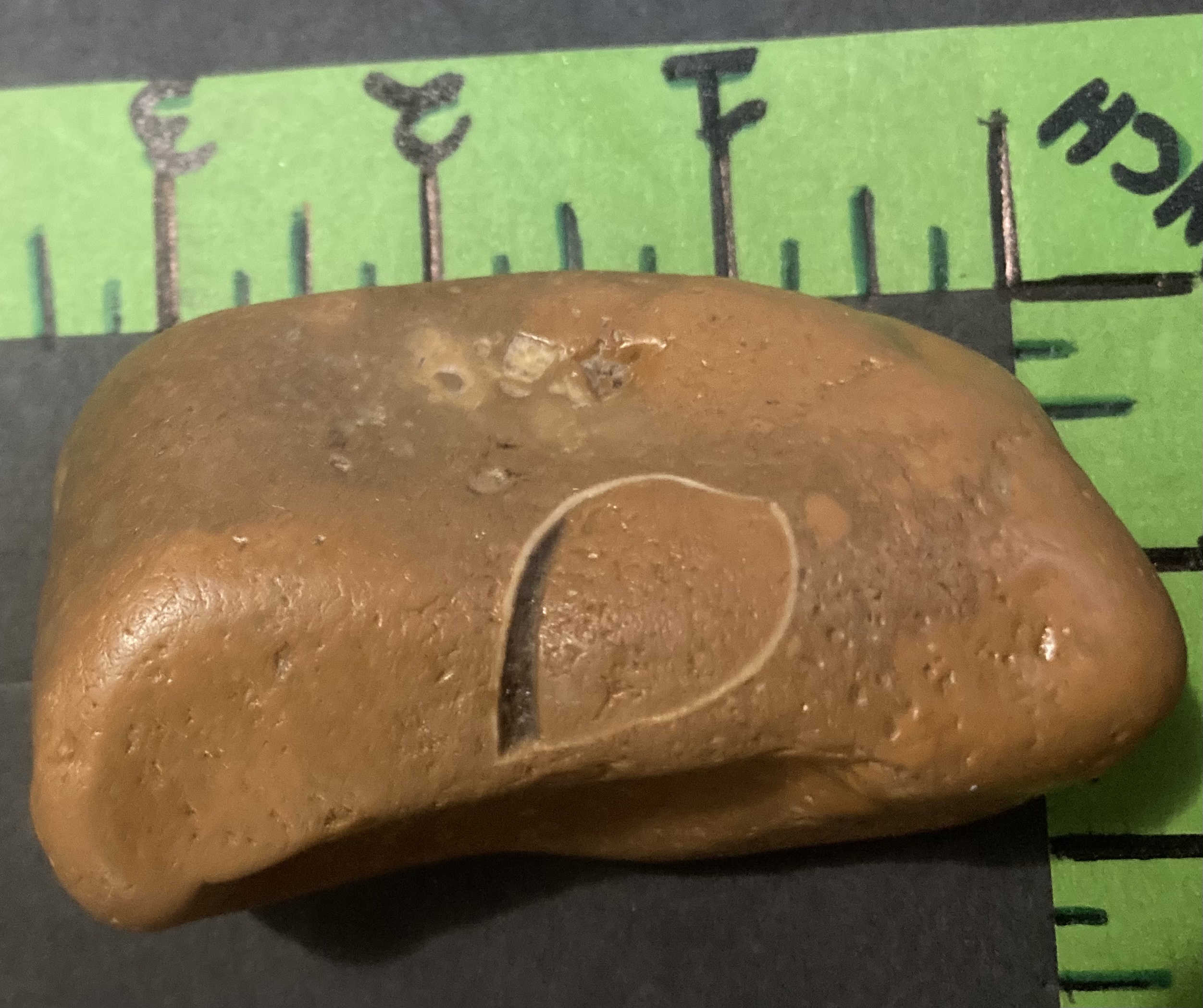 Is this a tooth in my rock? - Fossil ID - The Fossil Forum