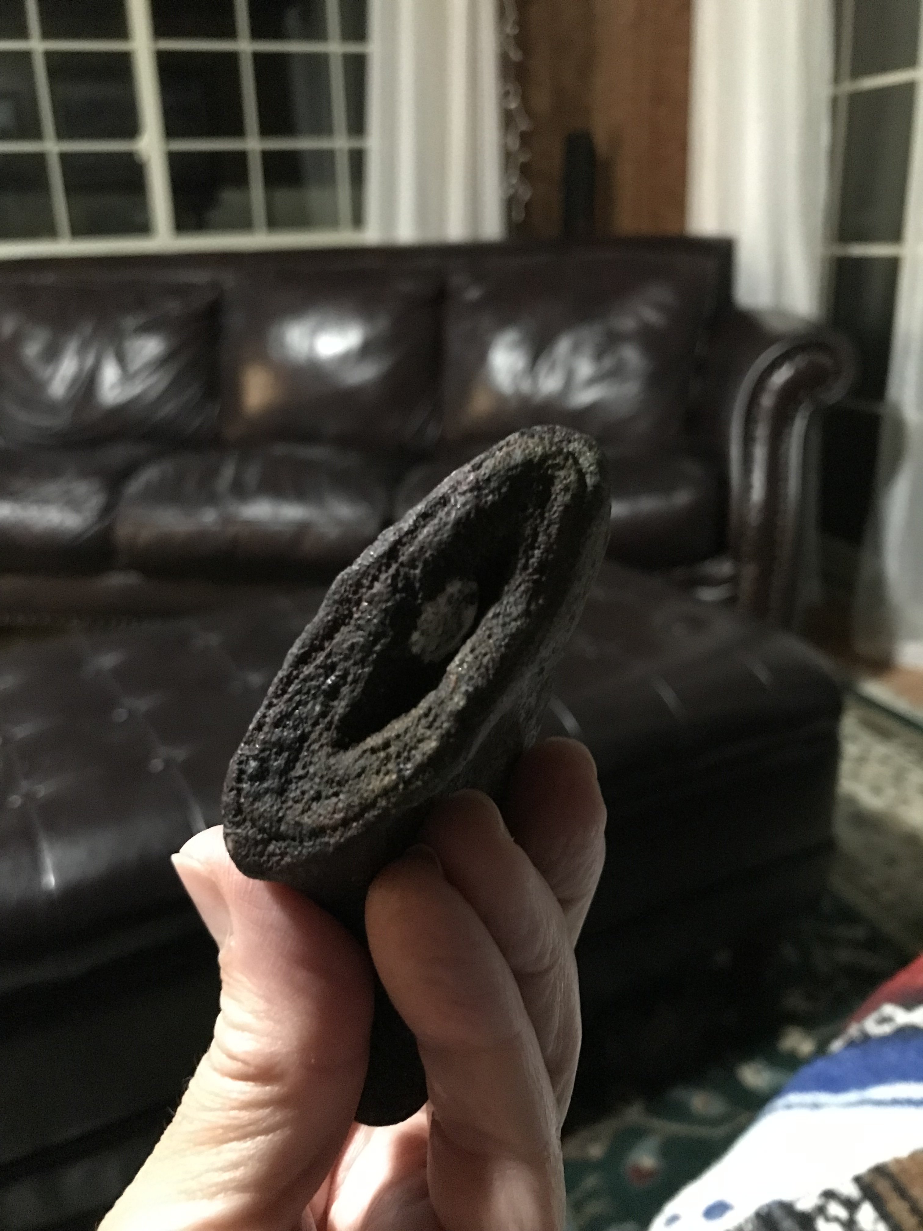 Claw? Tooth..? - Fossil ID - The Fossil Forum