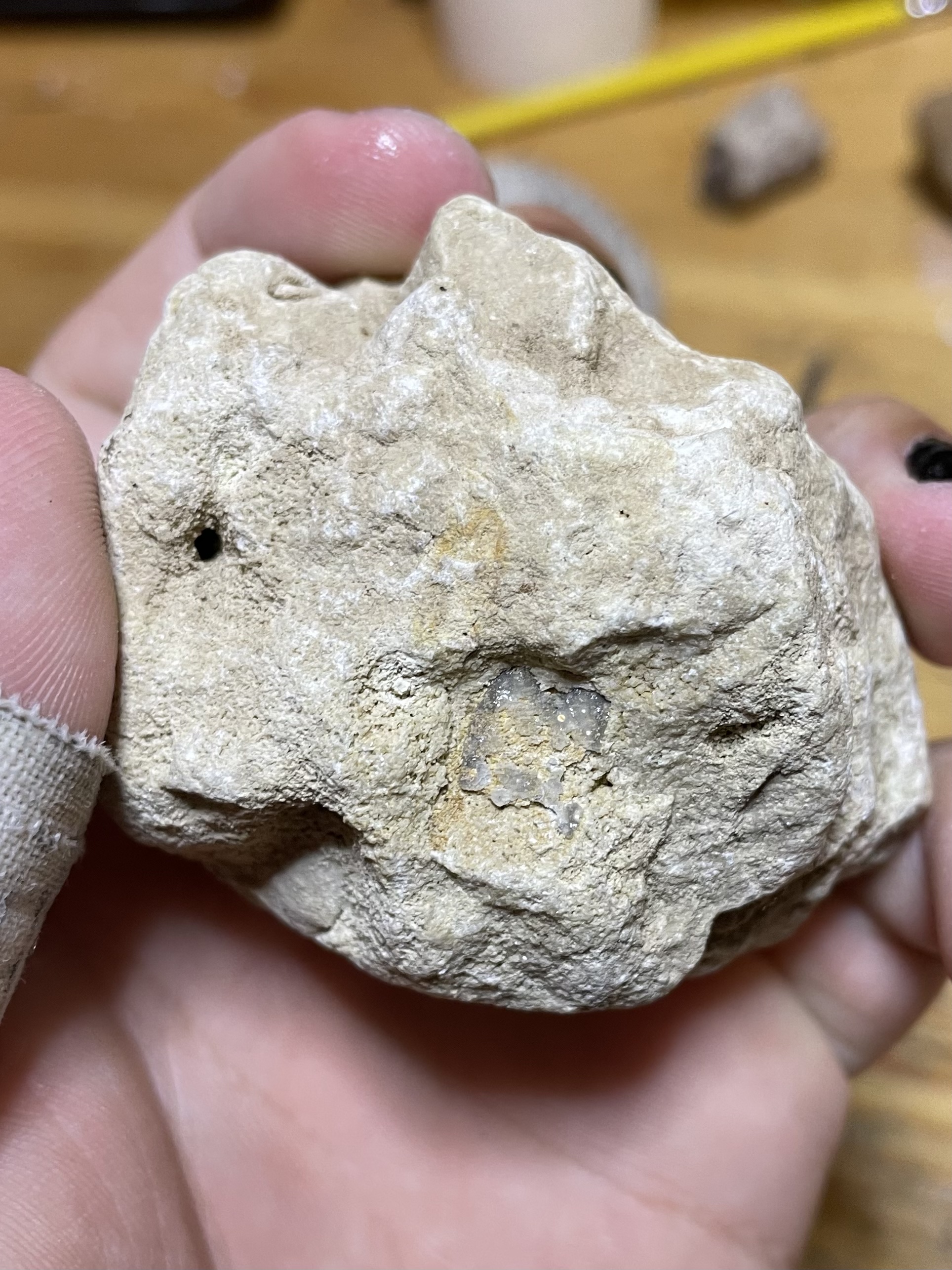 Weird Paleozoic fossil. Fish tooth plate? - Fossil ID - The Fossil Forum