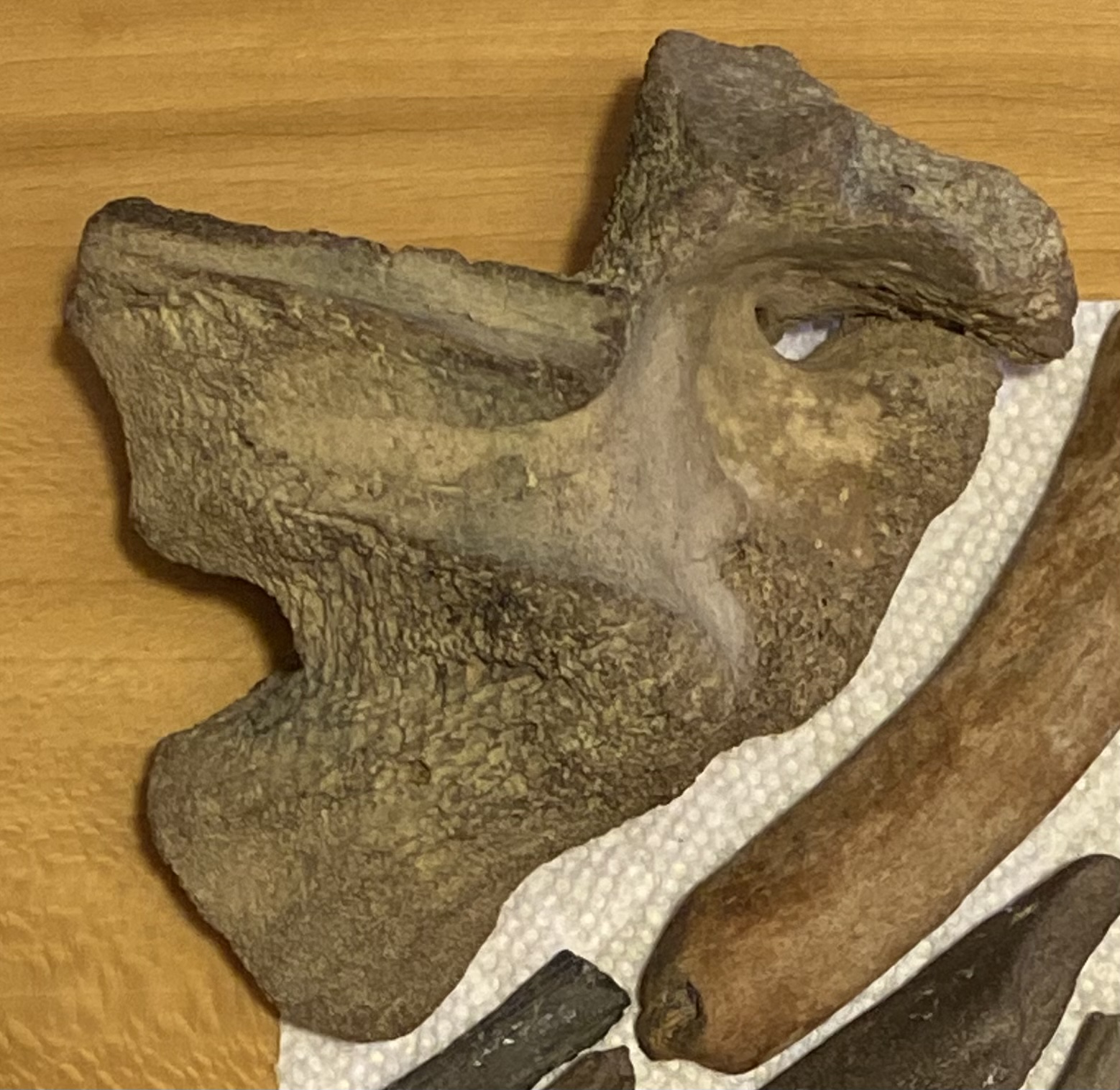 Cetacean vert? - Fossil ID - The Fossil Forum