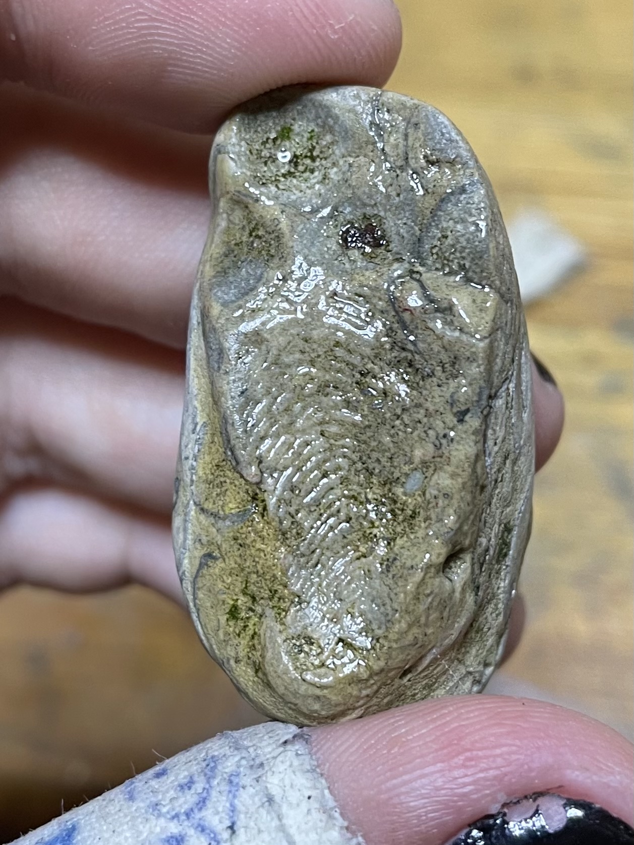 Conulariid? - Fossil ID - The Fossil Forum